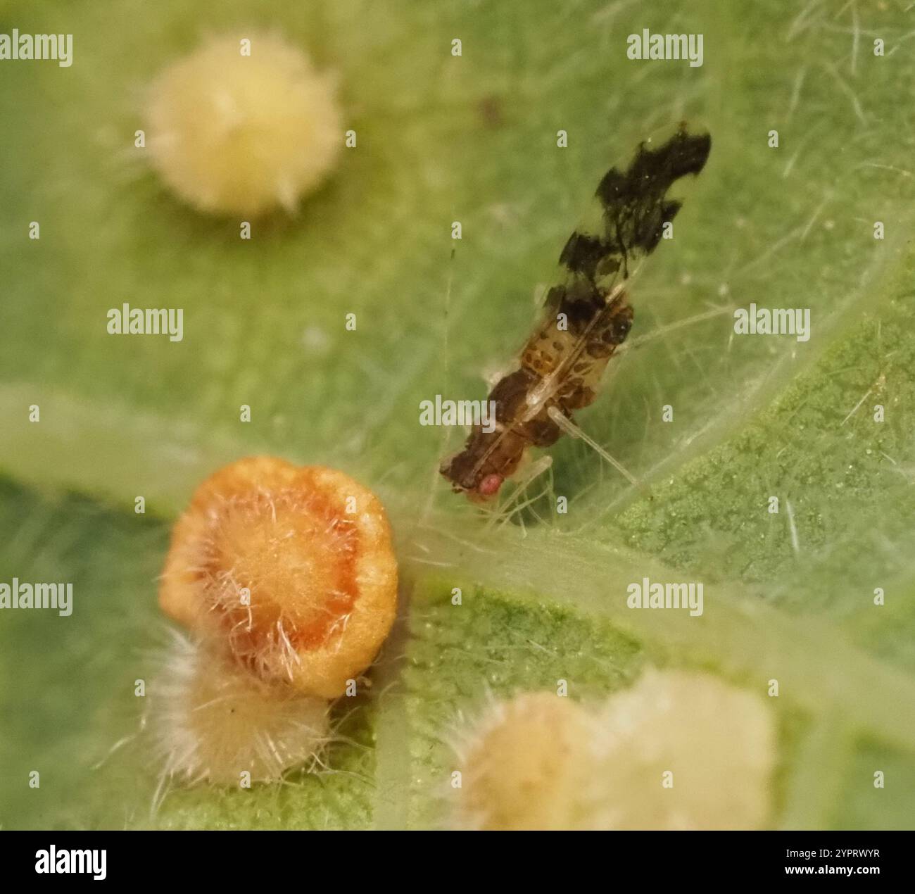Eastern dusky-winged oak aphid (Neomyzocallis discolor Stock Photo - Alamy