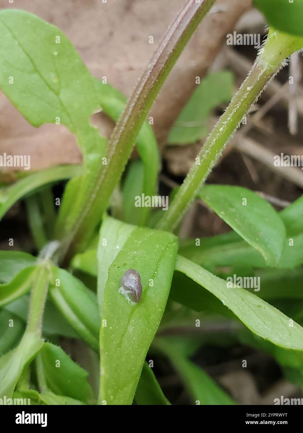 Common Land Snails and Slugs (Stylommatophora Stock Photo - Alamy