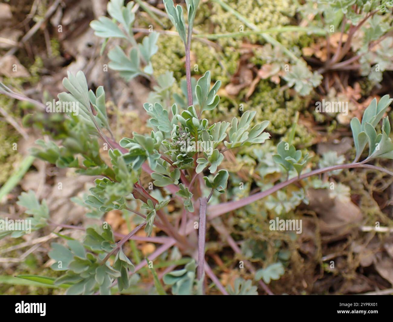 rock harlequin (Capnoides sempervirens Stock Photo - Alamy