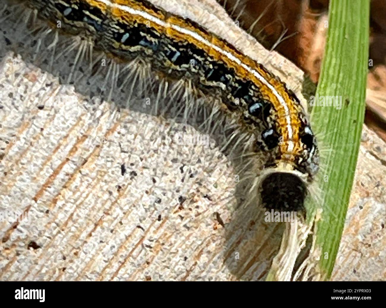 Eastern Tent Caterpillar Moth (Malacosoma americana Stock Photo - Alamy