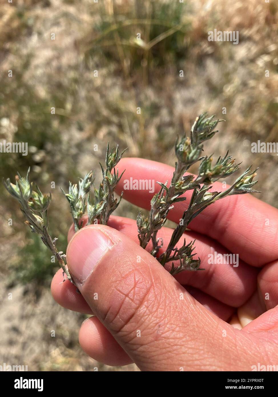 narrowleaf cottonrose (Logfia gallica Stock Photo - Alamy