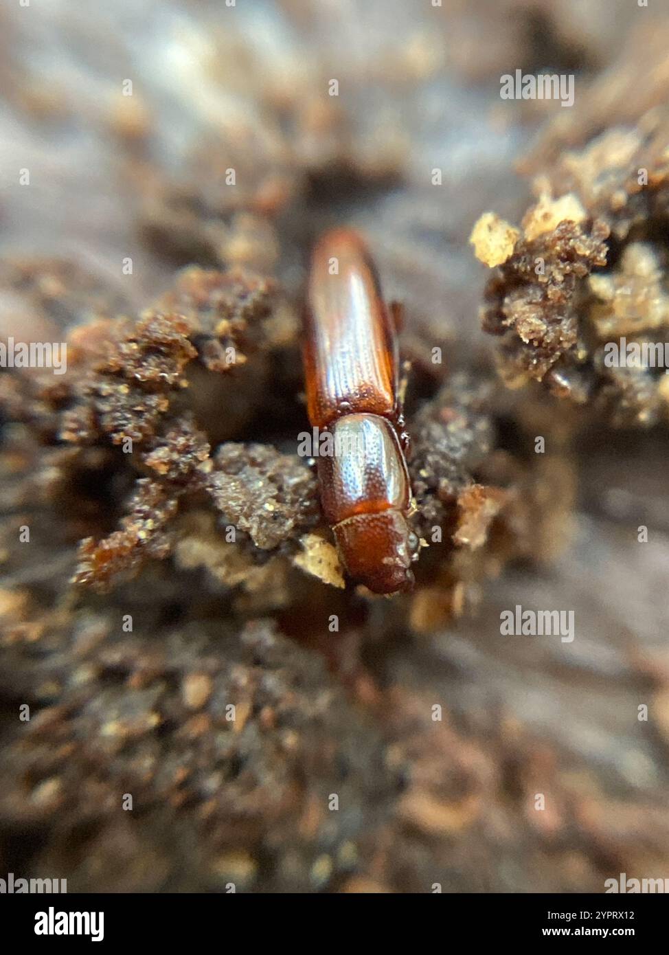 Rhizophagus dispar hi-res stock photography and images - Alamy