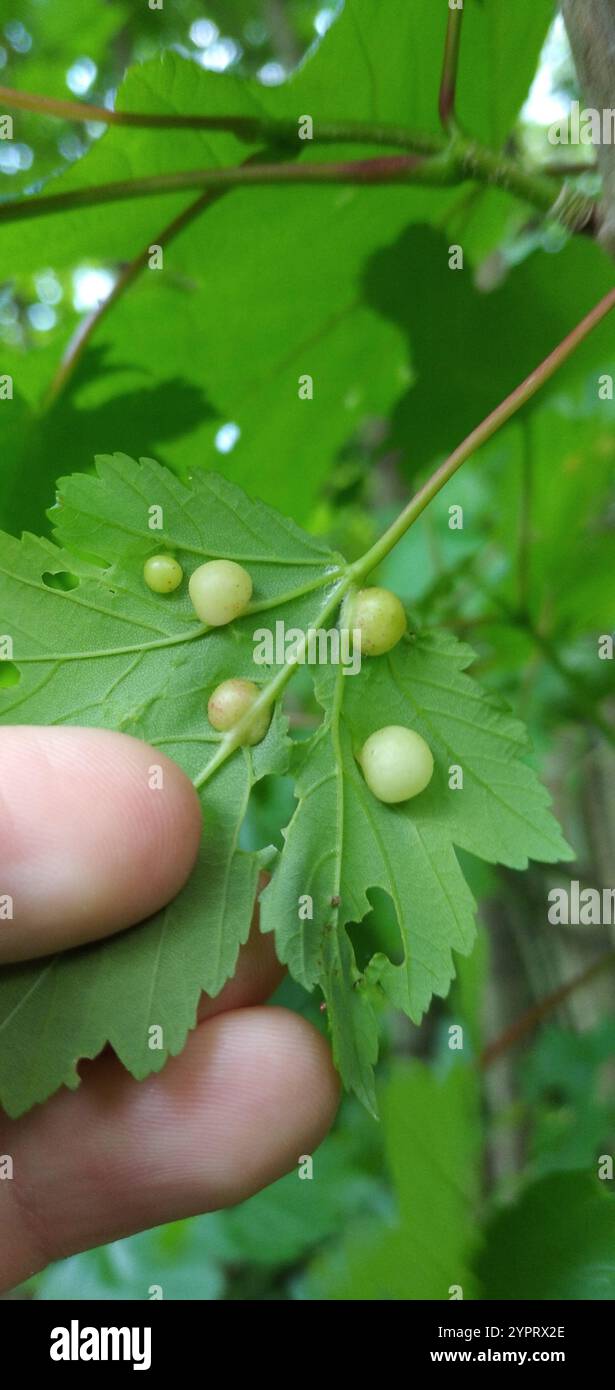 Maple gall wasp (Pediaspis aceris Stock Photo - Alamy