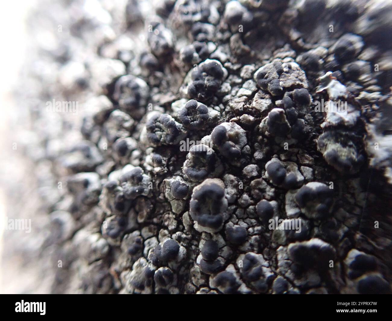 Ascomycete Fungi (Ascomycota Stock Photo - Alamy