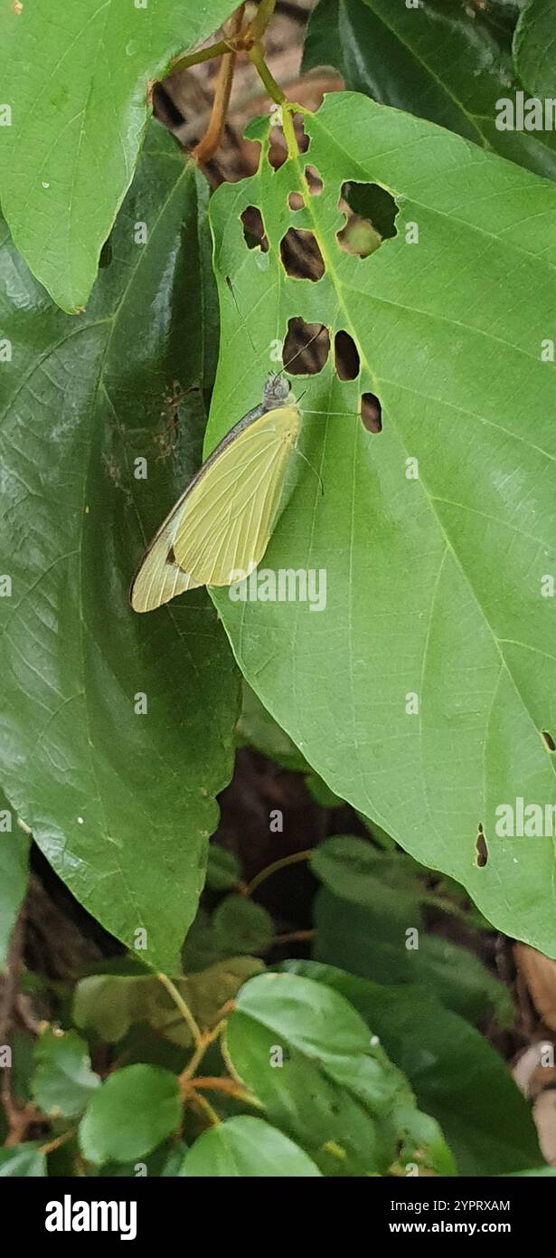 Appias paulina hi-res stock photography and images - Alamy