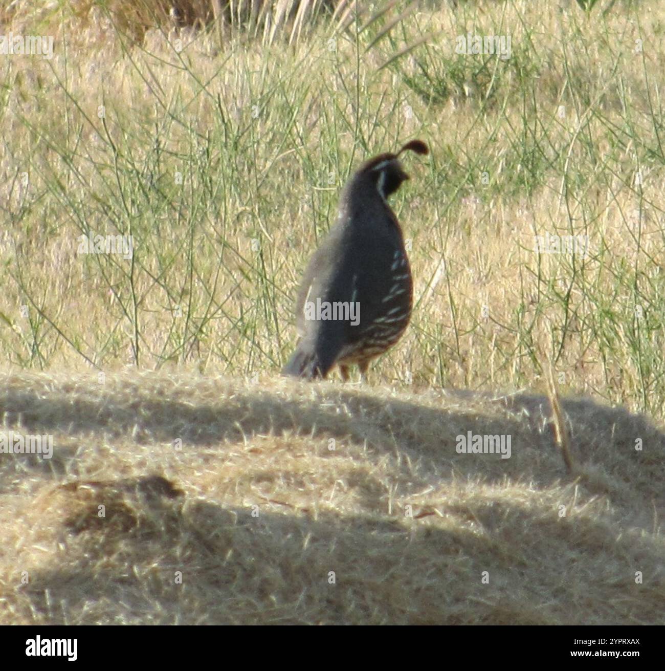 California Quail (Callipepla californica Stock Photo - Alamy