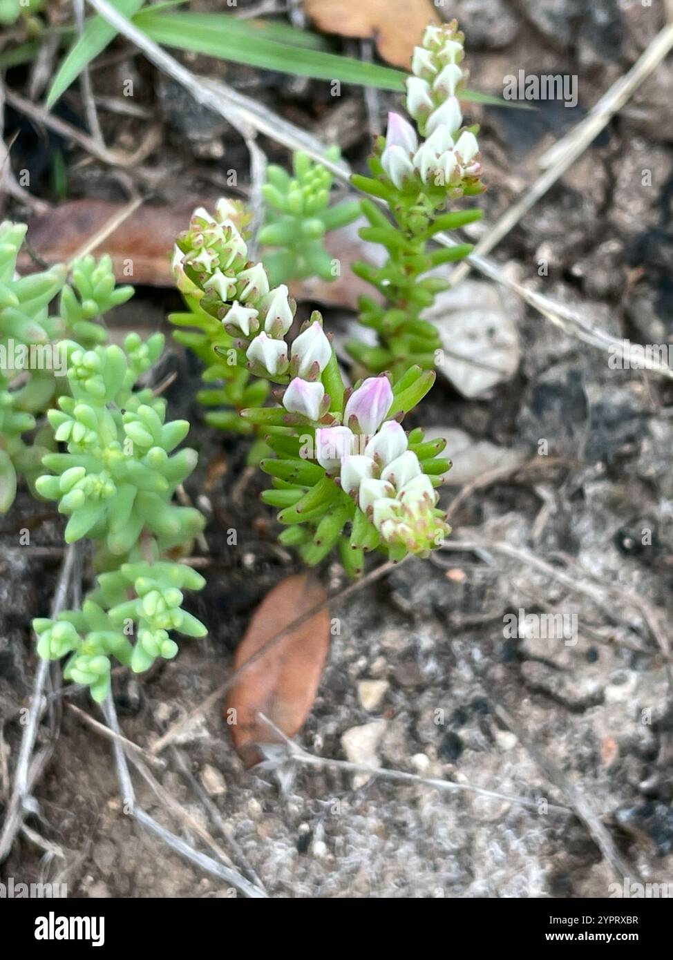 Widow's-cross (Sedum pulchellum Stock Photo - Alamy