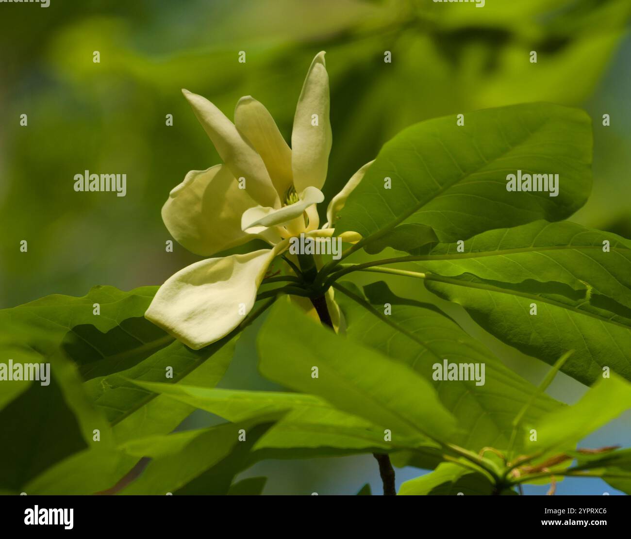 Fraser Magnolia (Magnolia fraseri Stock Photo - Alamy