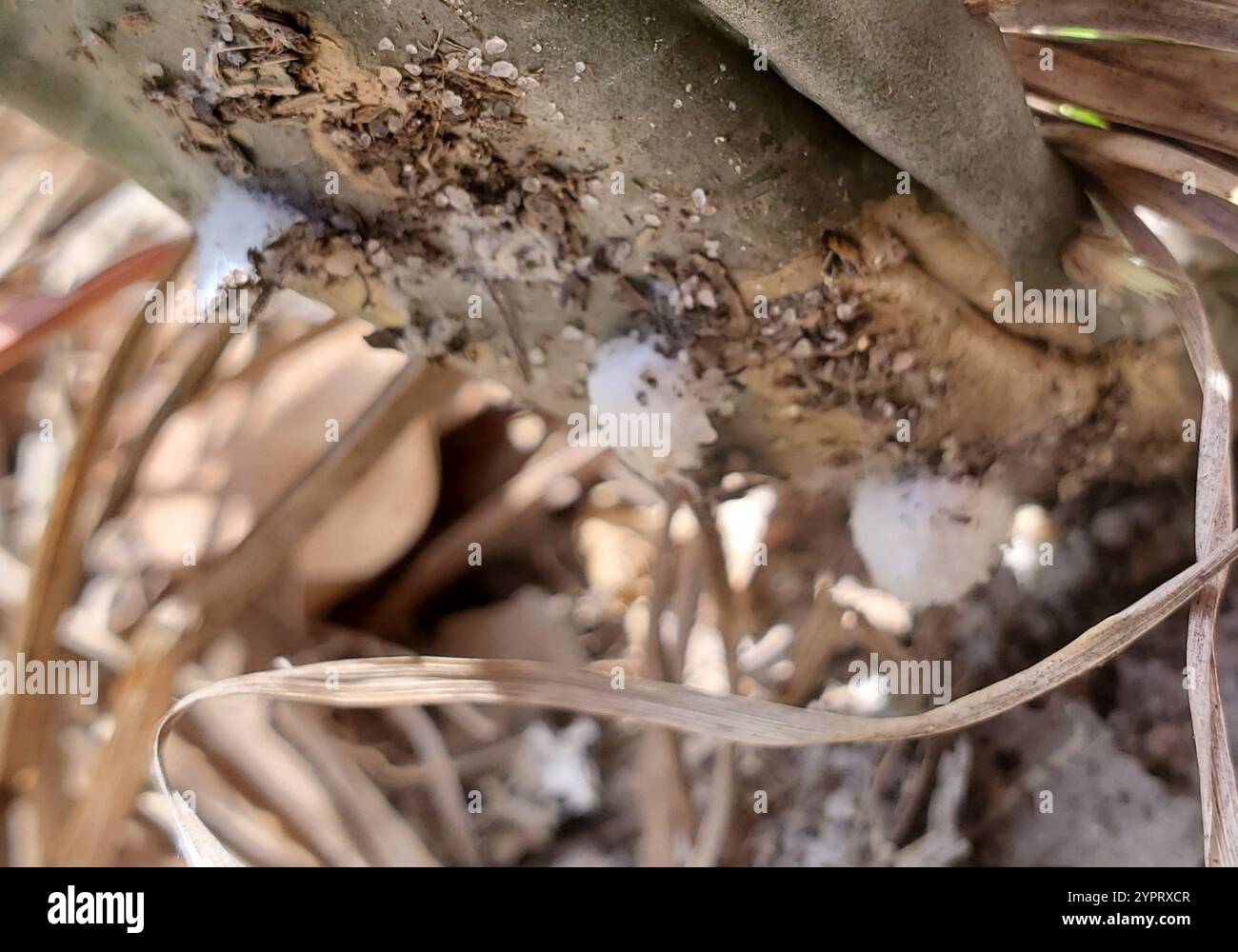 American cochineal bug (Dactylopius confusus Stock Photo - Alamy
