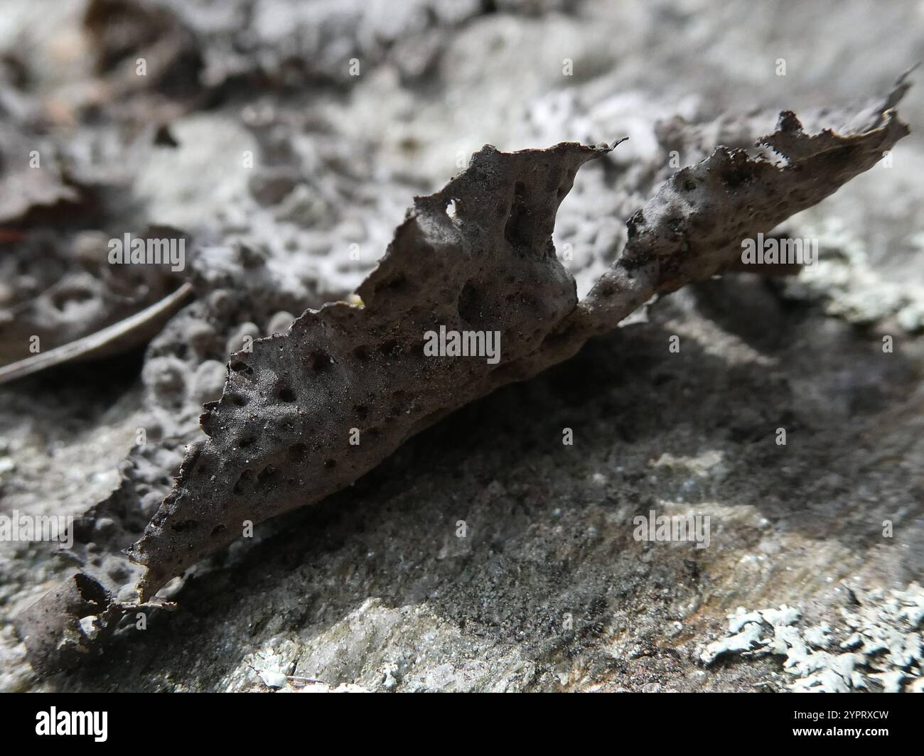 Toadskin hi-res stock photography and images - Alamy