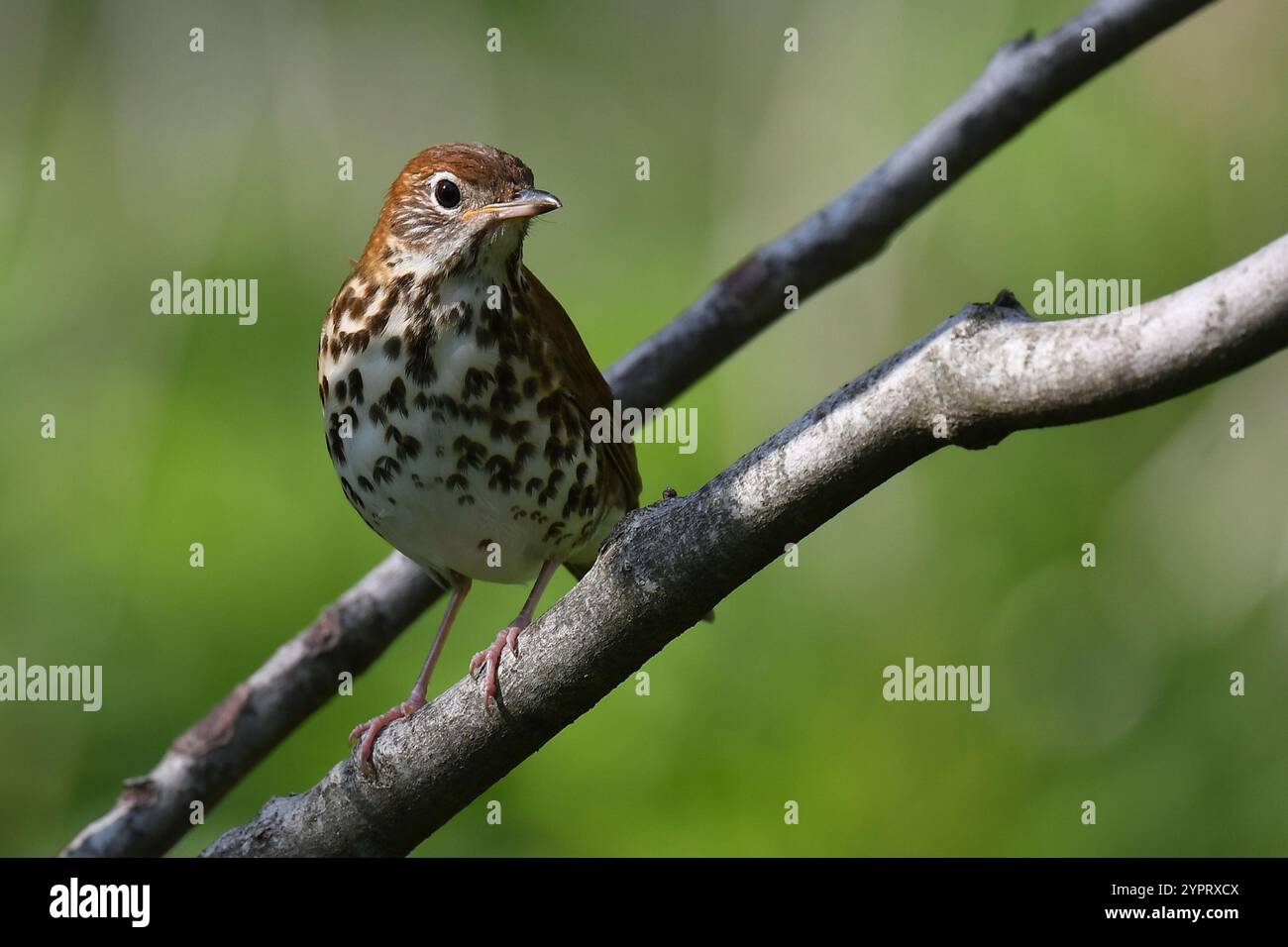 Wood Thrush (Hylocichla mustelina Stock Photo - Alamy