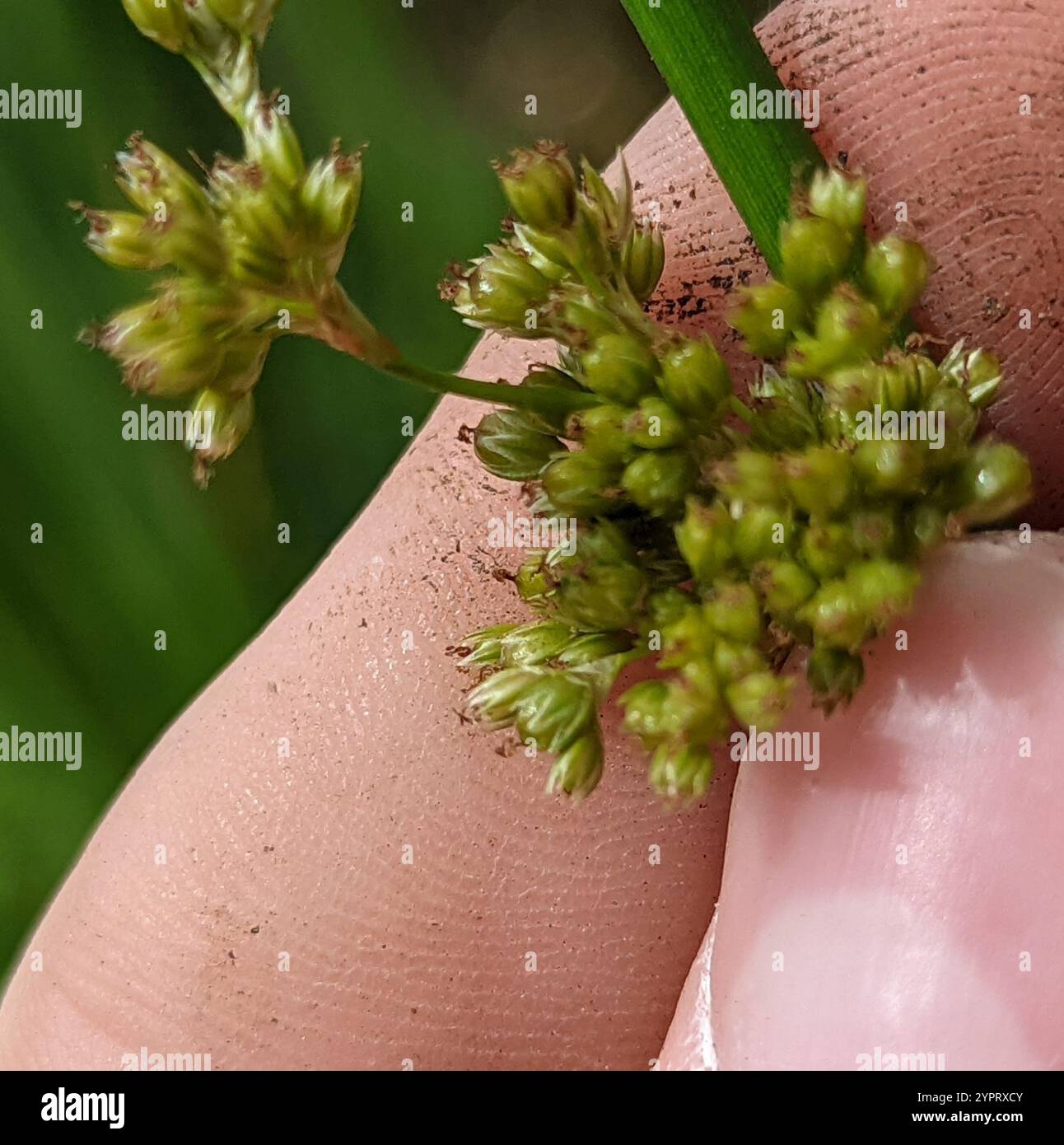 eastern soft rush (Juncus effusus solutus Stock Photo - Alamy