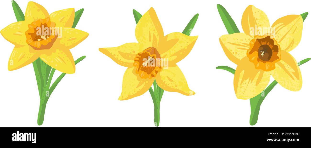 Yellow white spring narcissus Stock Vector Images - Alamy