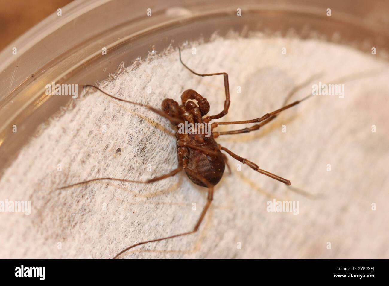 Protolophus hi-res stock photography and images - Alamy