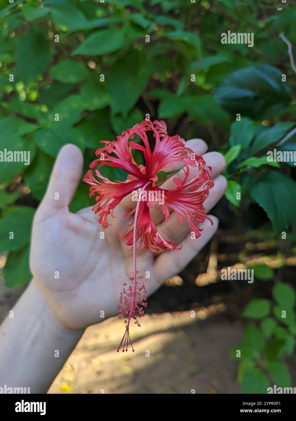 Spider Hibiscus (Hibiscus schizopetalus Stock Photo - Alamy
