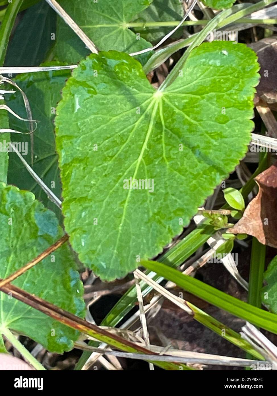 heart-leaf golden Alexanders (Zizia aptera Stock Photo - Alamy