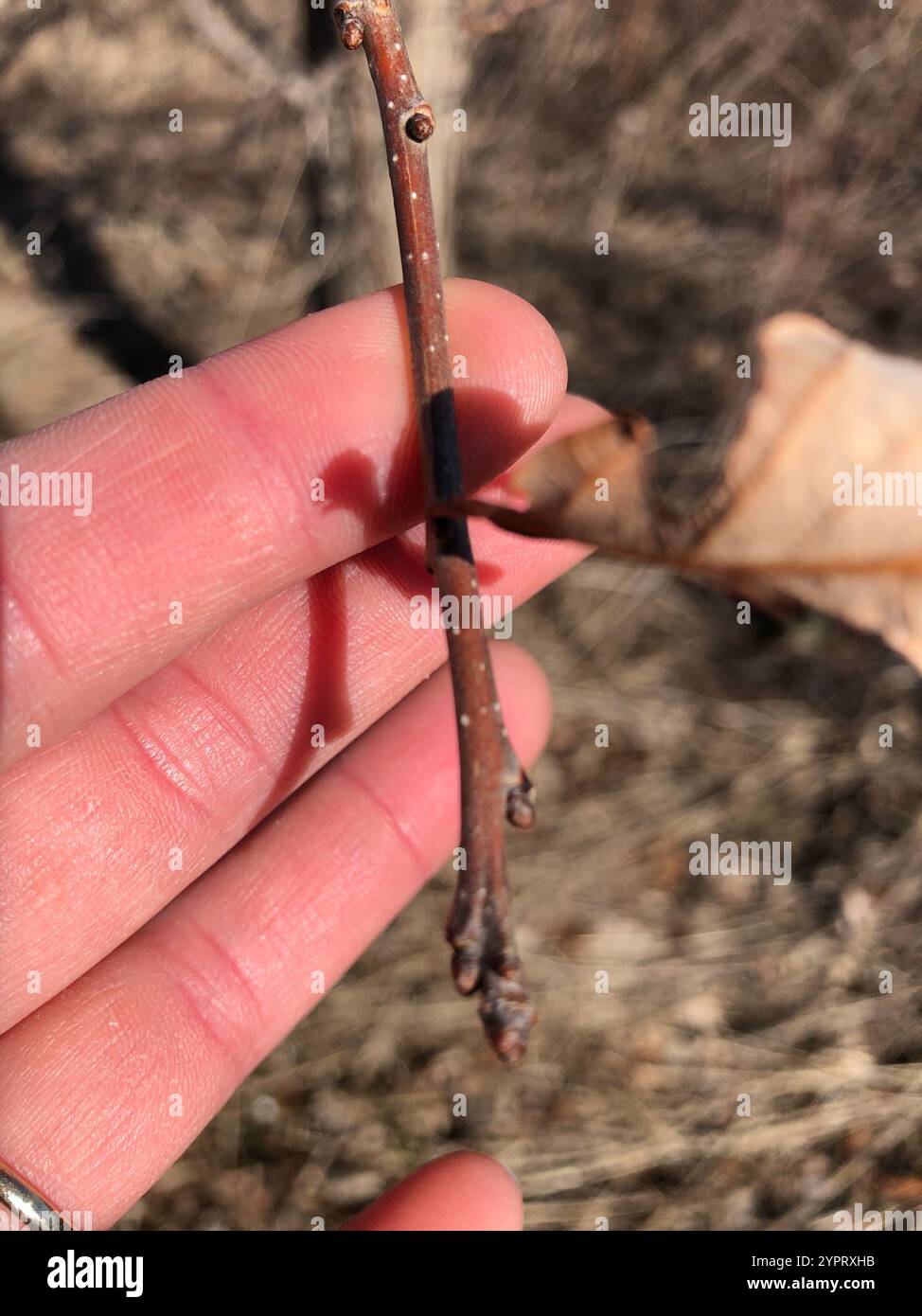 swamp white oak (Quercus bicolor Stock Photo - Alamy