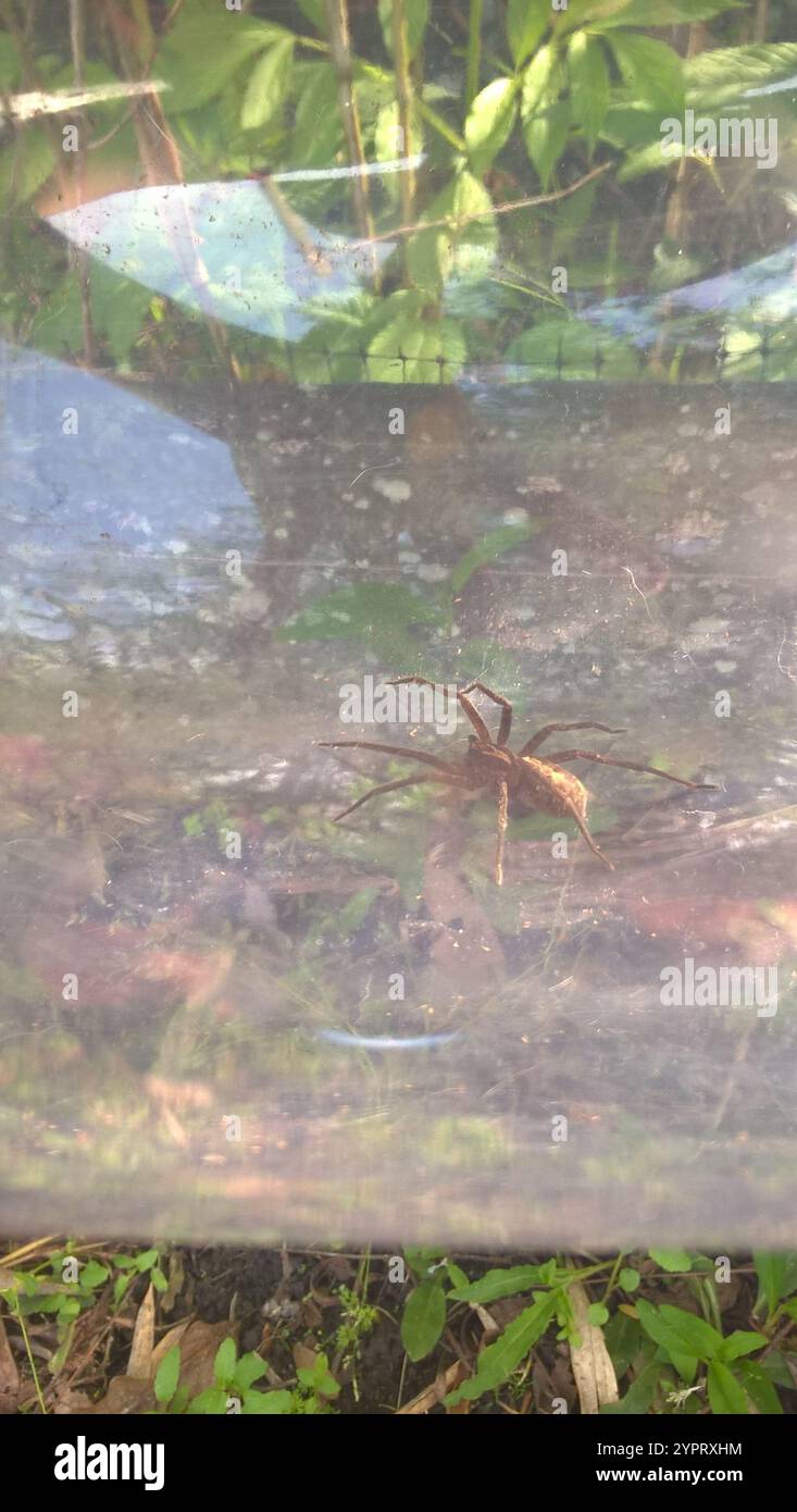 Tropical Wandering Spiders (Ctenus Stock Photo - Alamy