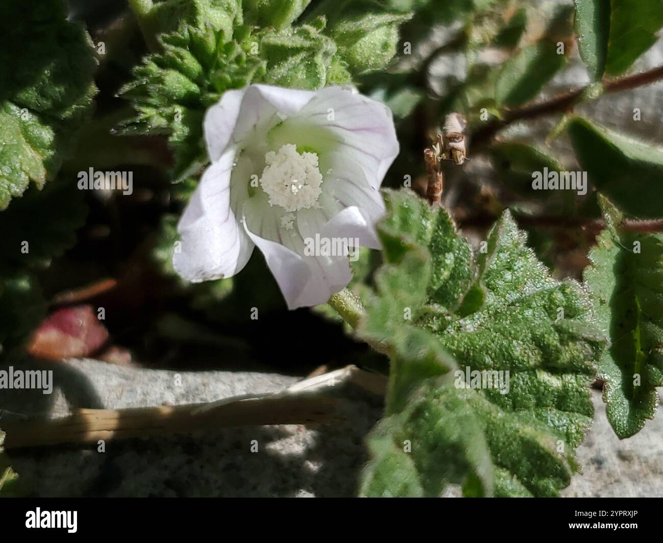 dwarf mallow (Malva neglecta Stock Photo - Alamy