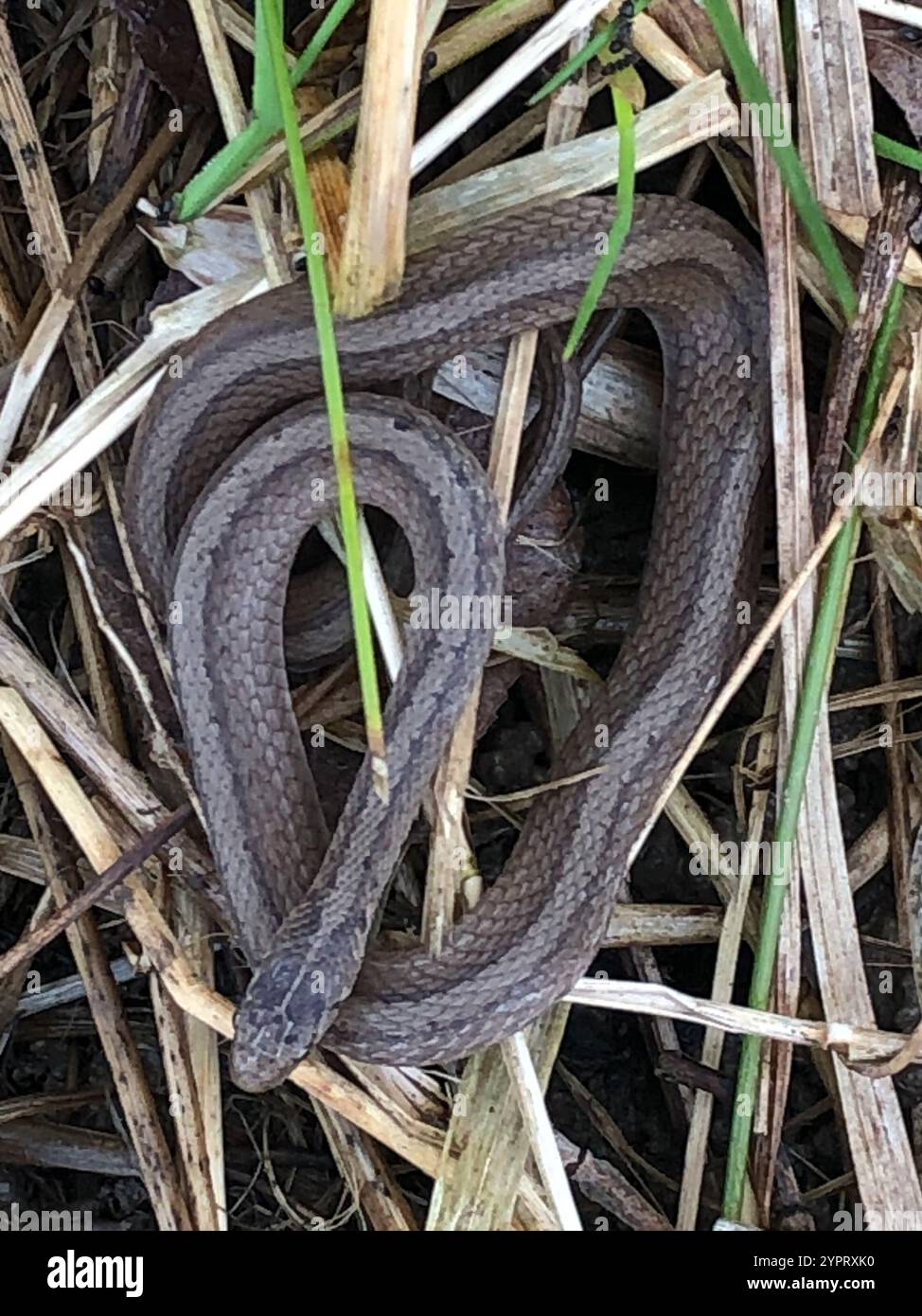 DeKay's Brownsnake (Storeria dekayi Stock Photo - Alamy