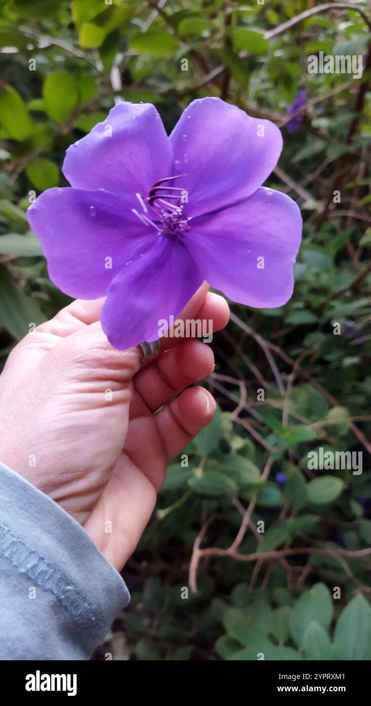 Glory bush (Pleroma urvilleanum Stock Photo - Alamy