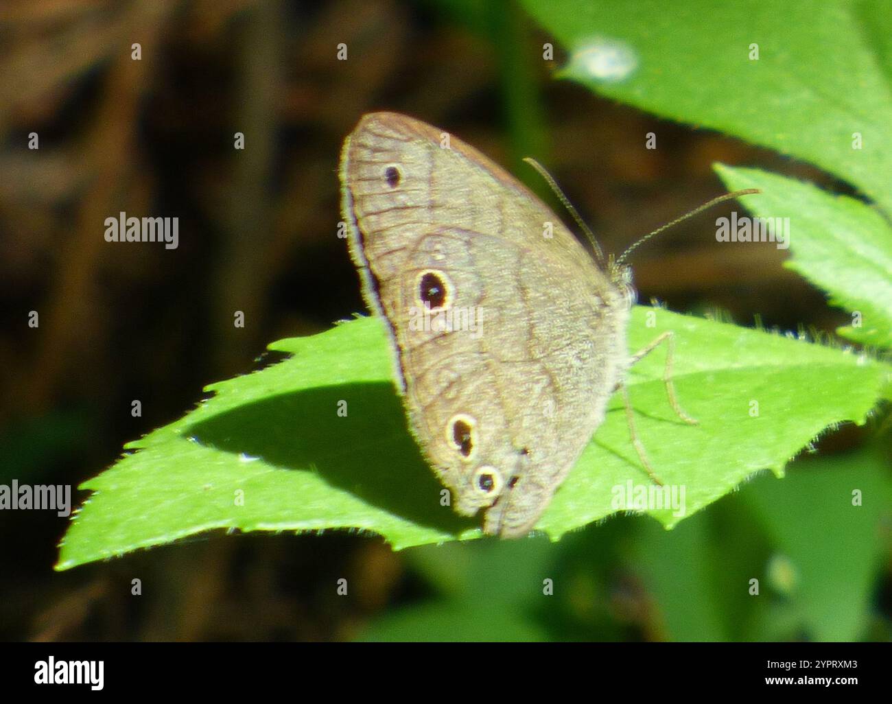 Carolina Satyr (Hermeuptychia sosybius Stock Photo - Alamy