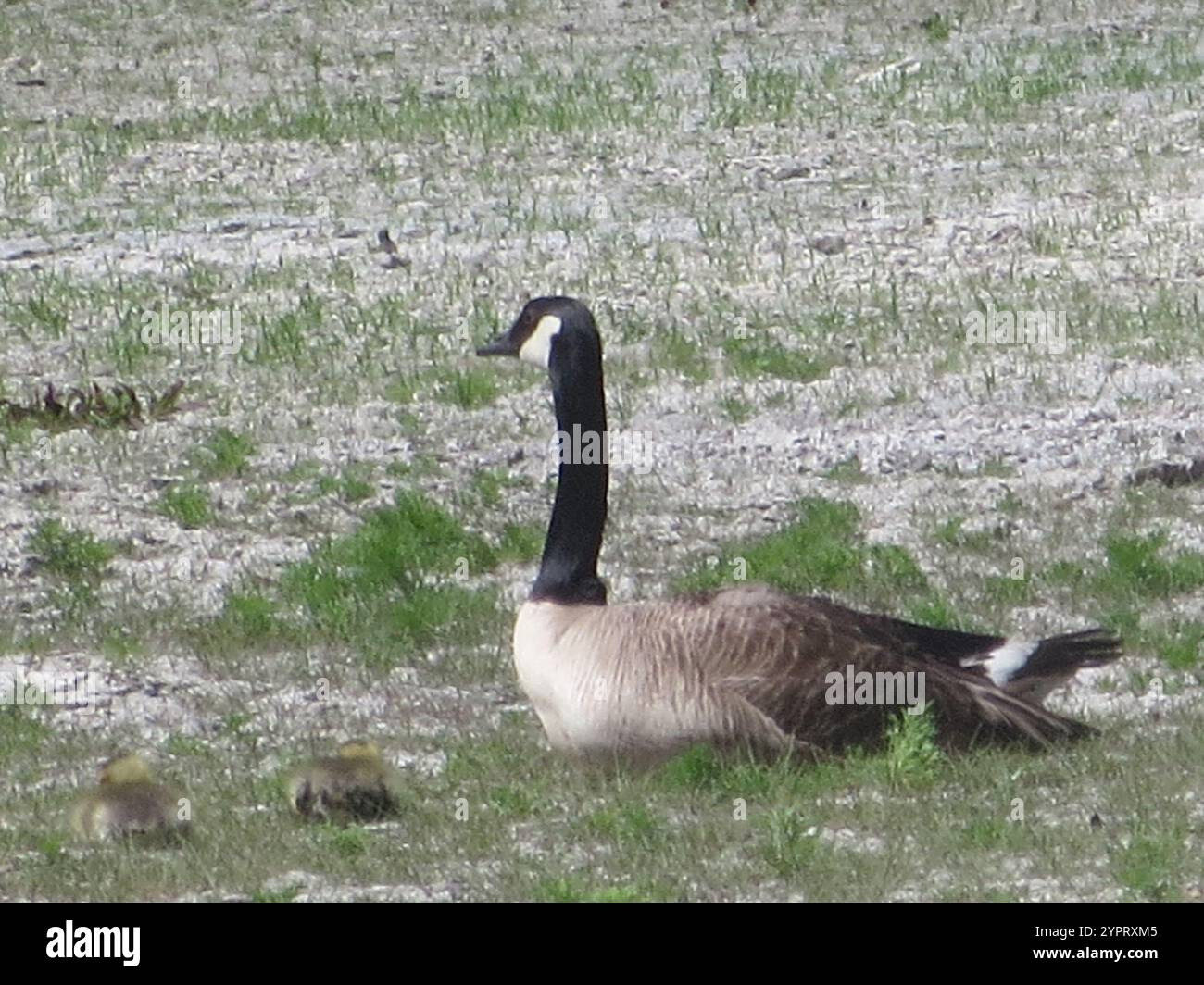 Canada Goose (Branta canadensis Stock Photo - Alamy