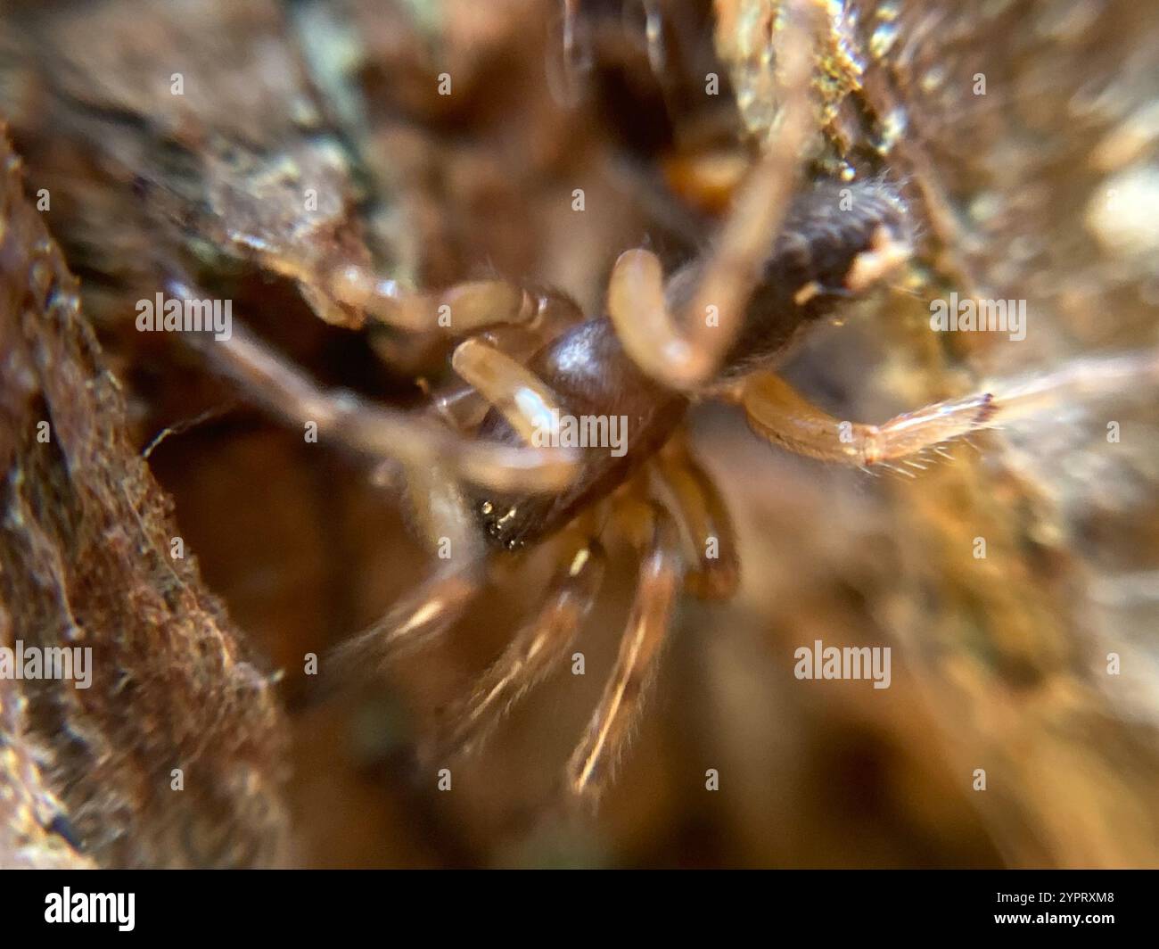 Snake-back Spider (Segestria senoculata Stock Photo - Alamy