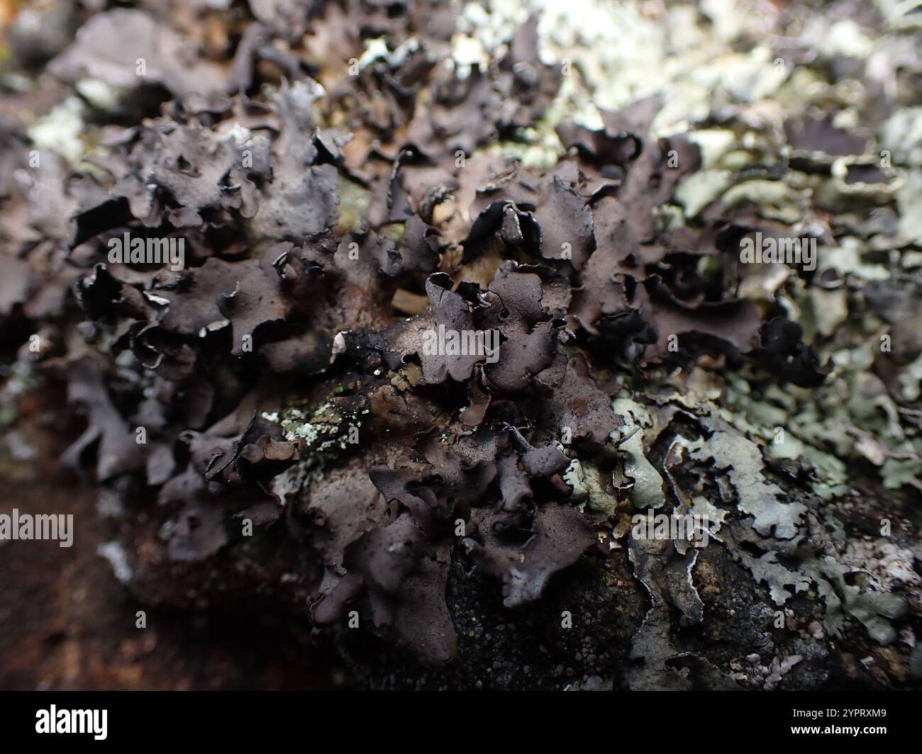 Kidney Lichens (Nephroma Stock Photo - Alamy