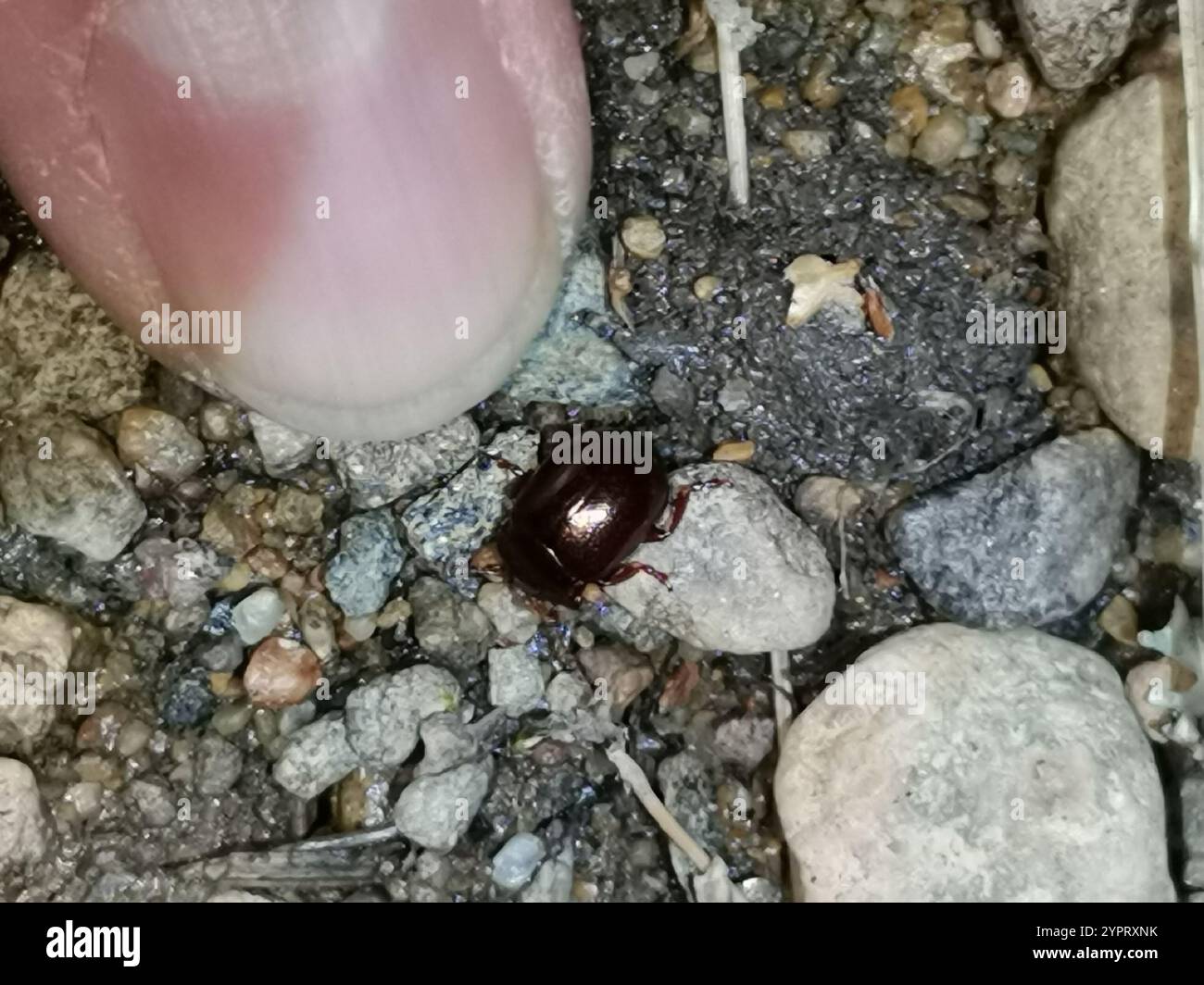brown leaf beetle (Chrysolina staphylaea Stock Photo - Alamy