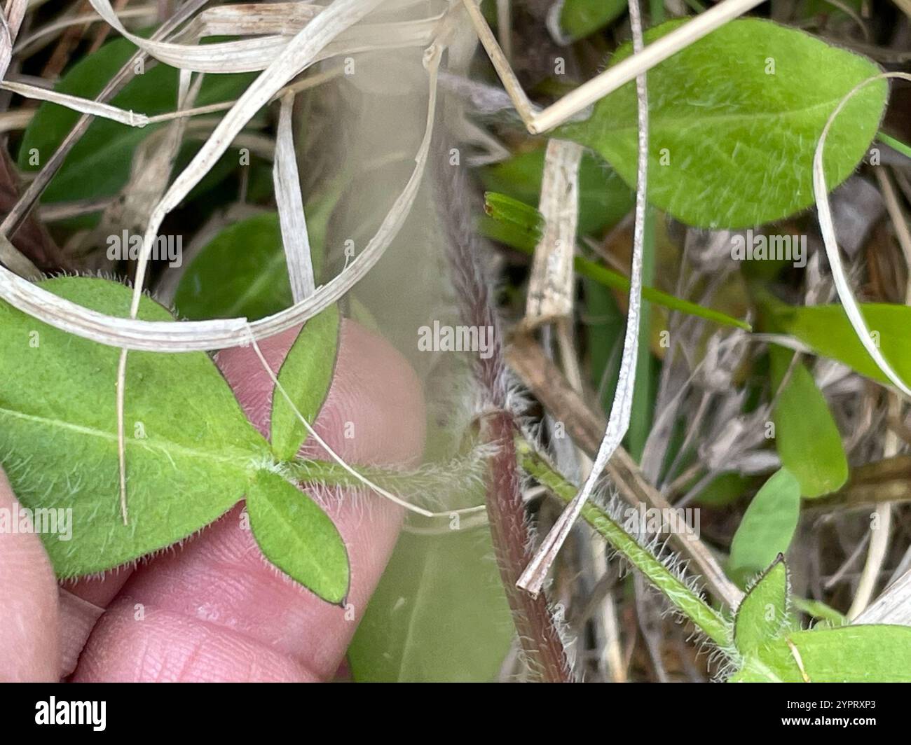 lobed coreopsis (Coreopsis auriculata Stock Photo - Alamy