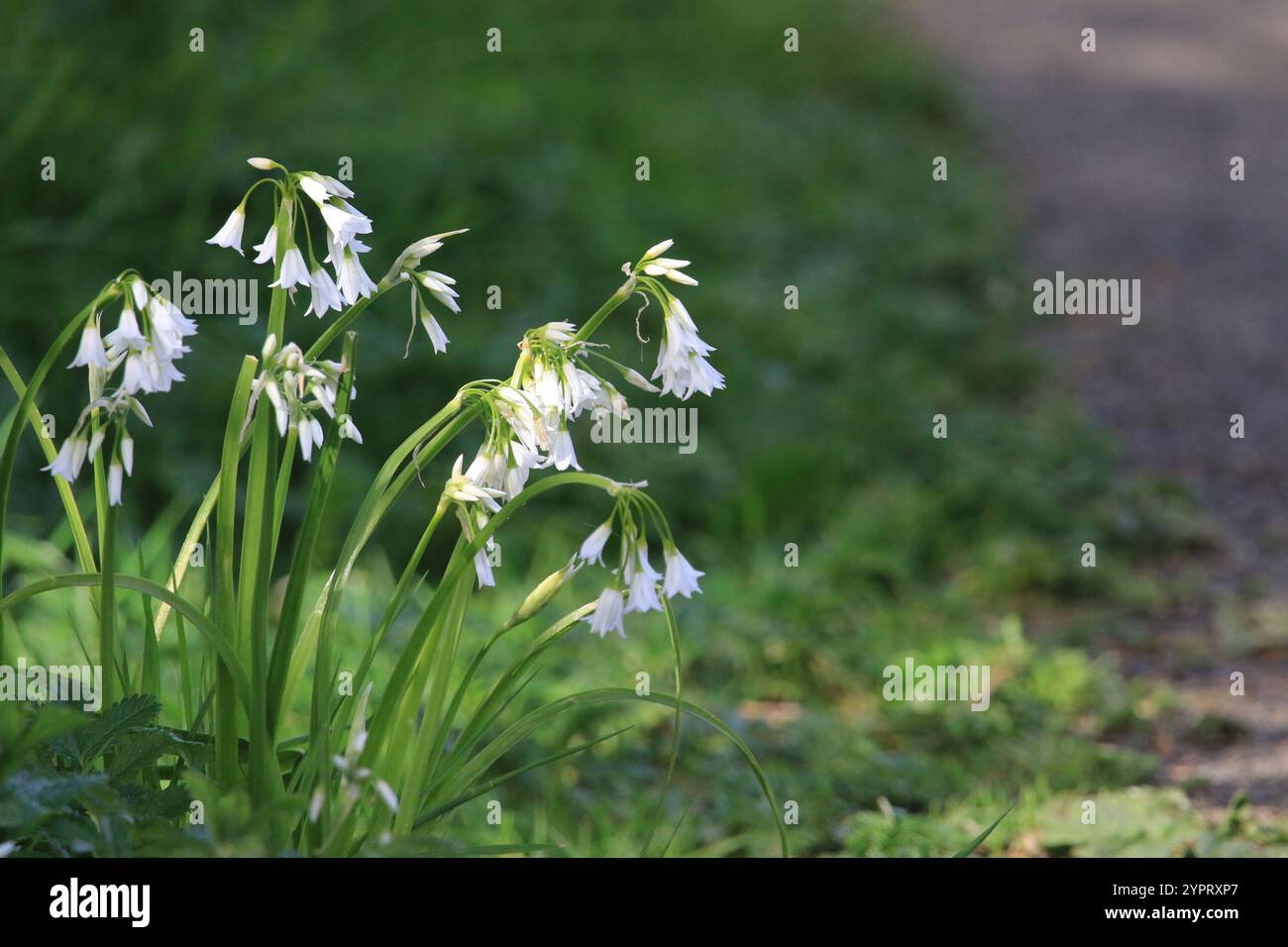 Three-cornered garlic (Allium triquetrum Stock Photo - Alamy