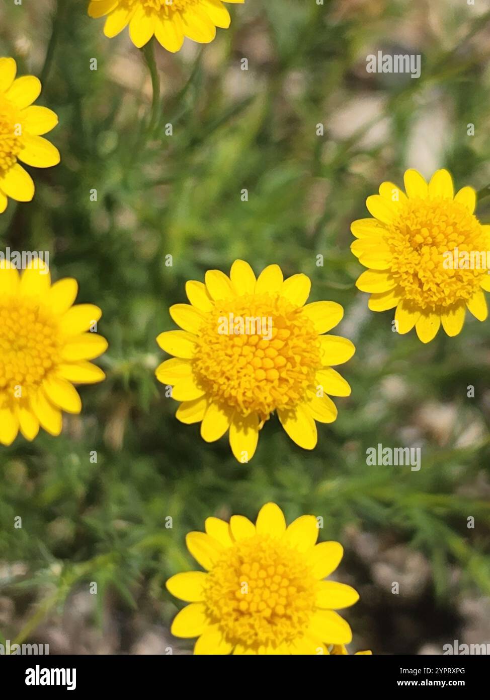 Thymophylla pentachaeta hi-res stock photography and images - Alamy