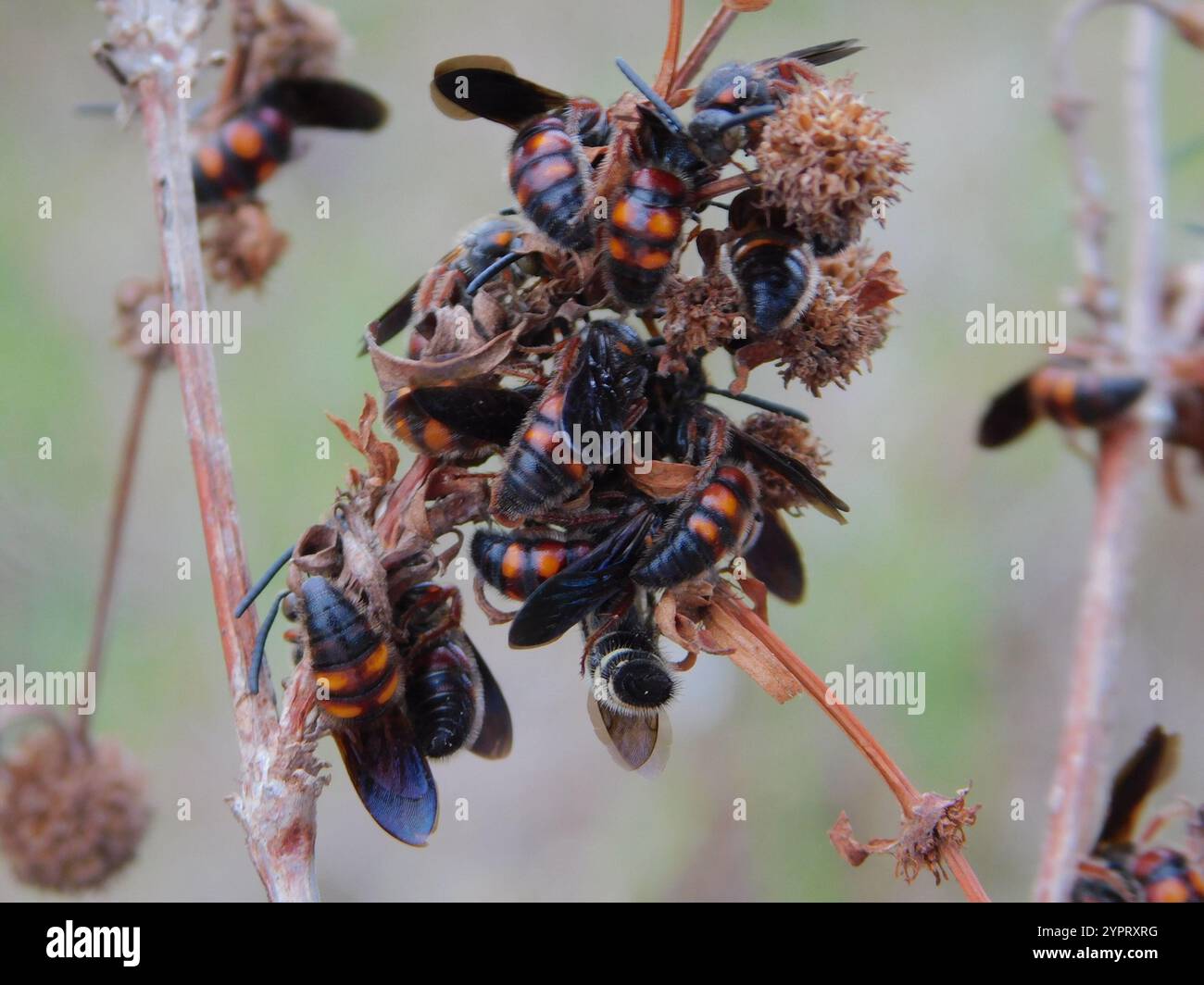 Noble Scoliid Wasp (Scolia nobilitata Stock Photo - Alamy