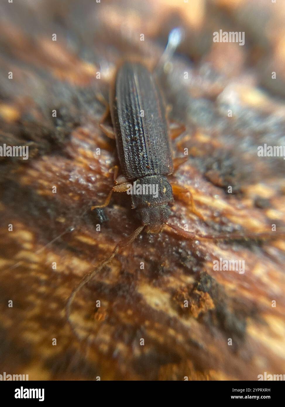 Uleiota planata hi-res stock photography and images - Alamy
