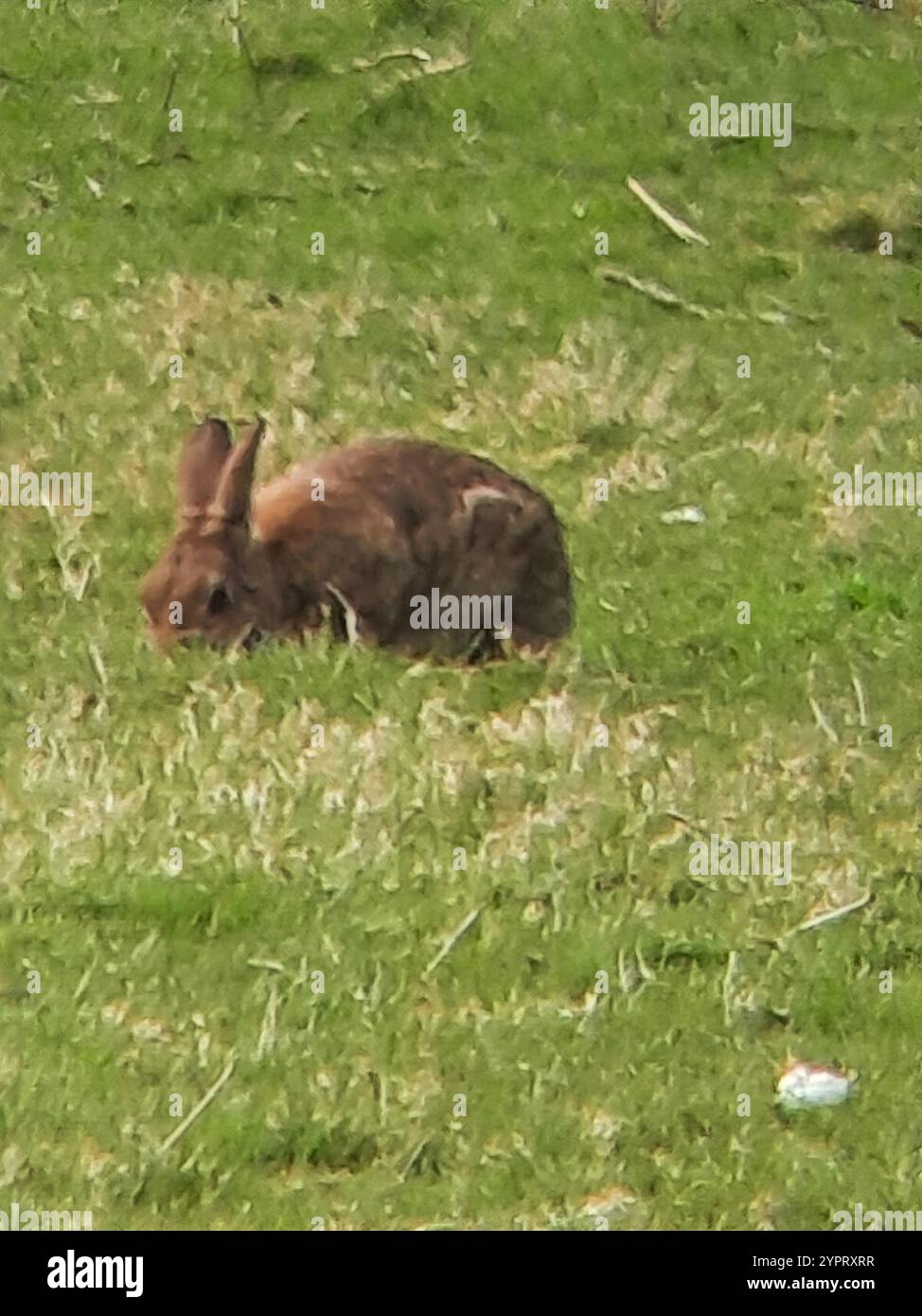 European Rabbit (Oryctolagus cuniculus Stock Photo - Alamy