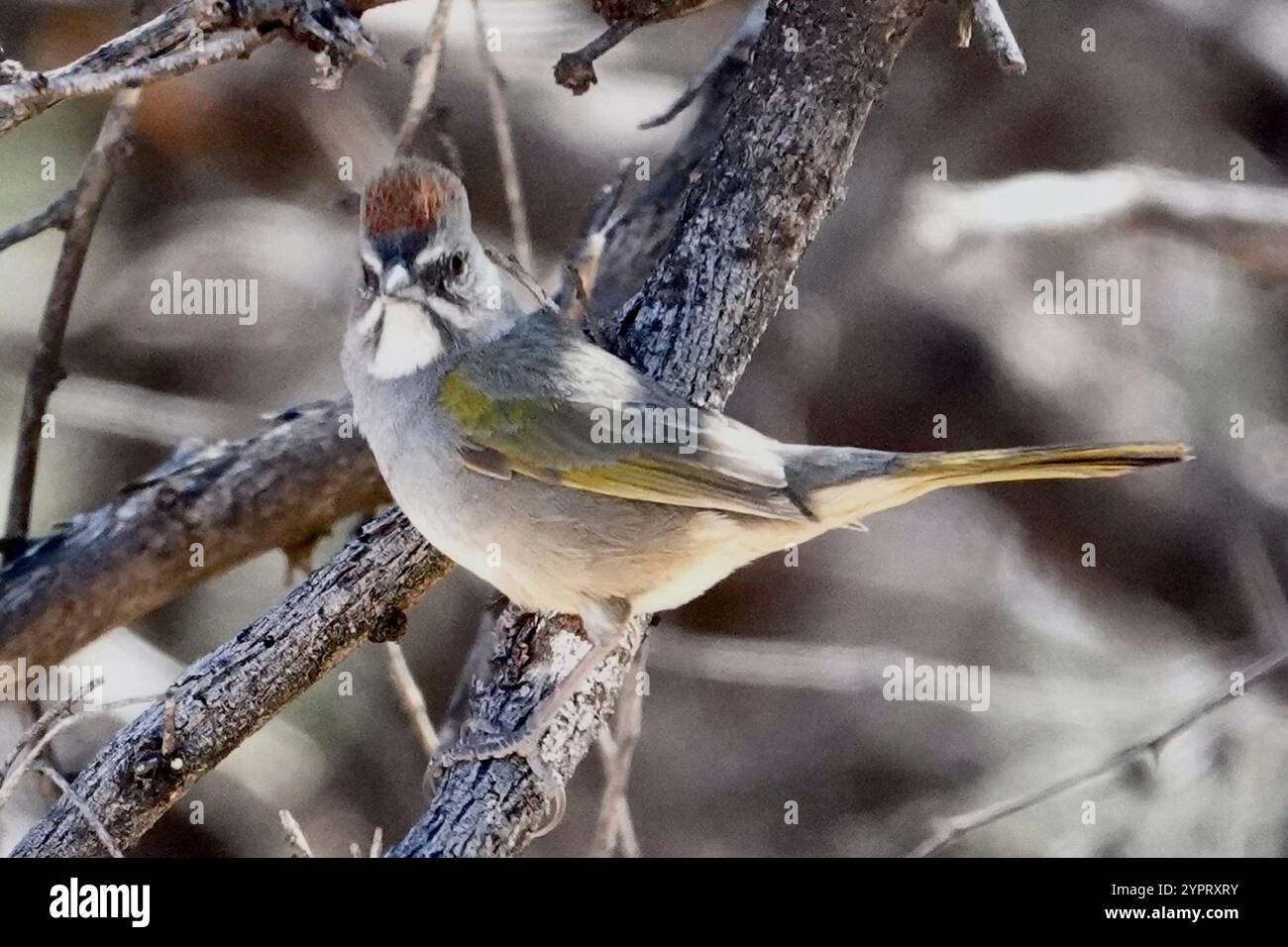 Green-tailed Towhee (Pipilo chlorurus Stock Photo - Alamy