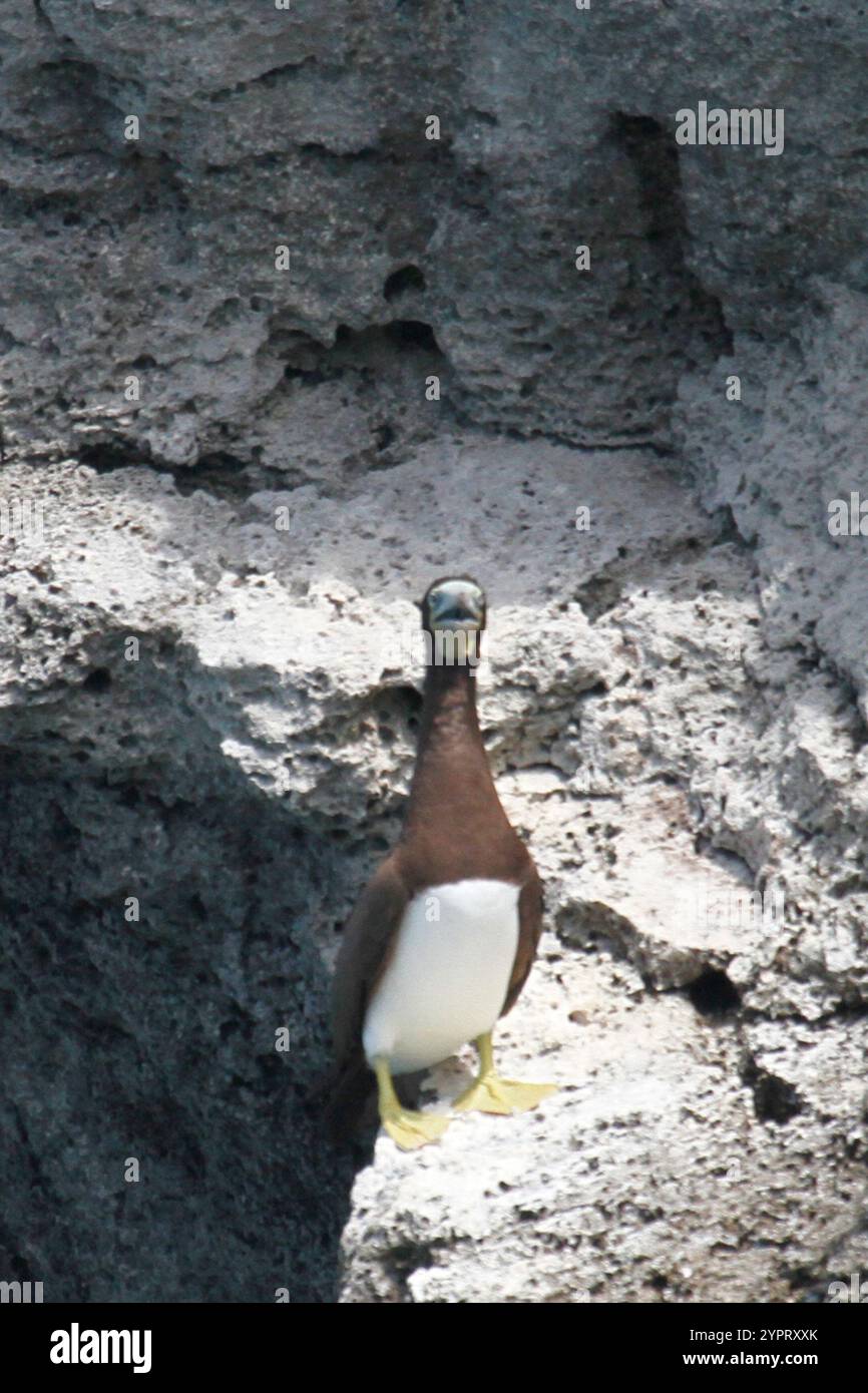 Brown Booby (Sula leucogaster Stock Photo - Alamy