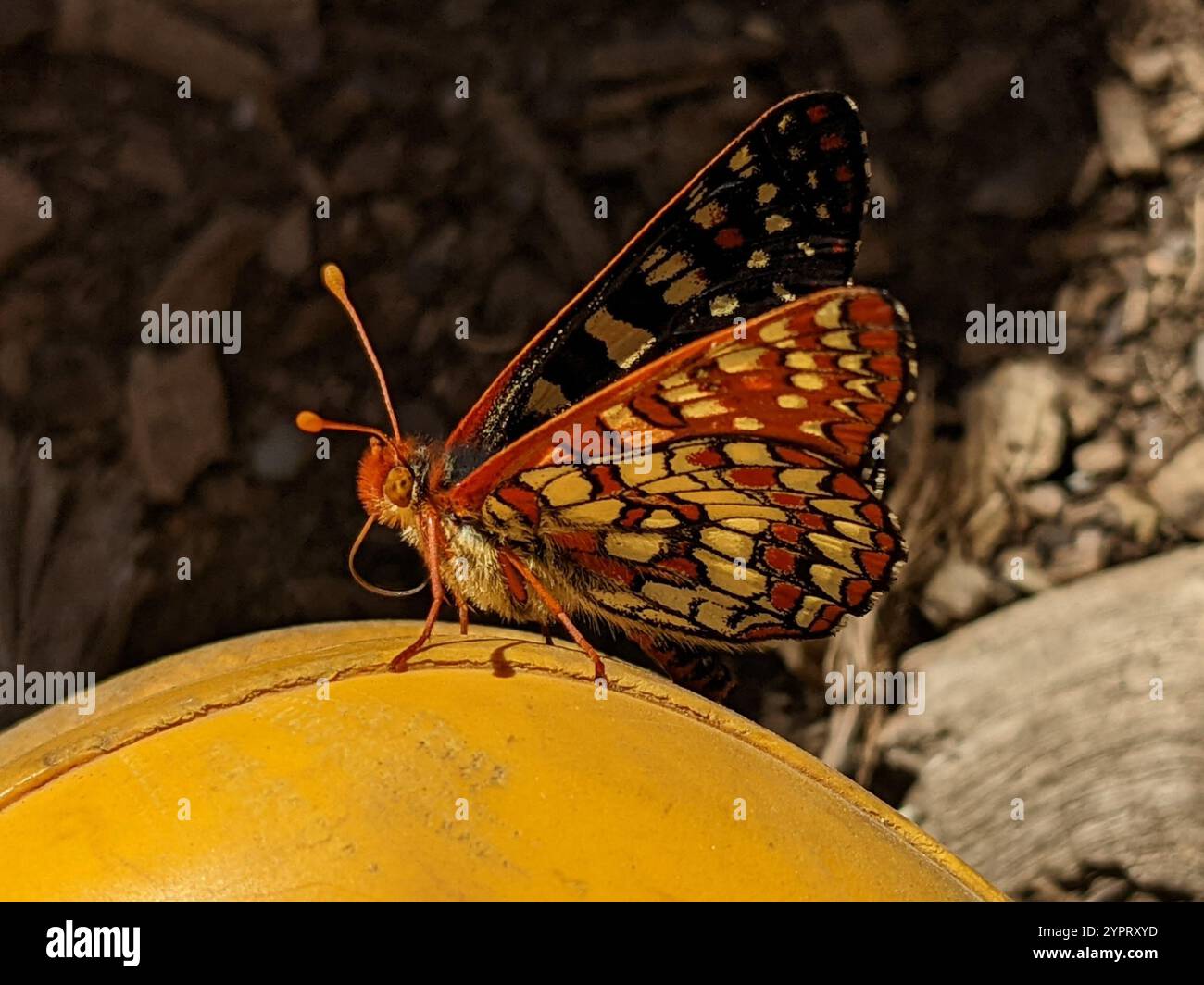 Variable Checkerspot (Euphydryas chalcedona Stock Photo - Alamy