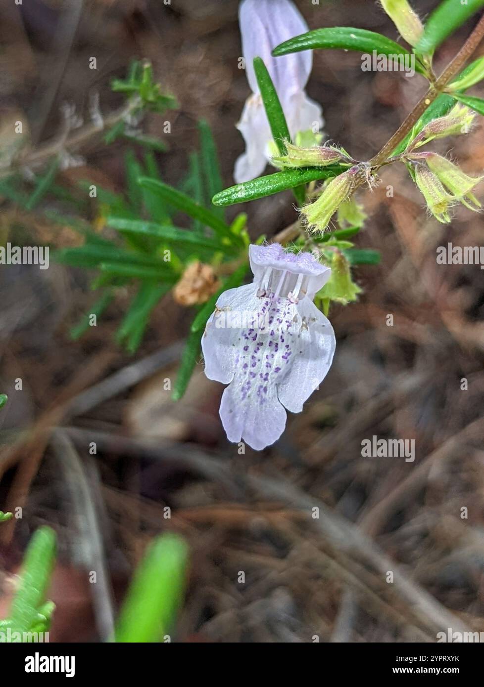 Largeflower False Rosemary (Conradina grandiflora Stock Photo - Alamy