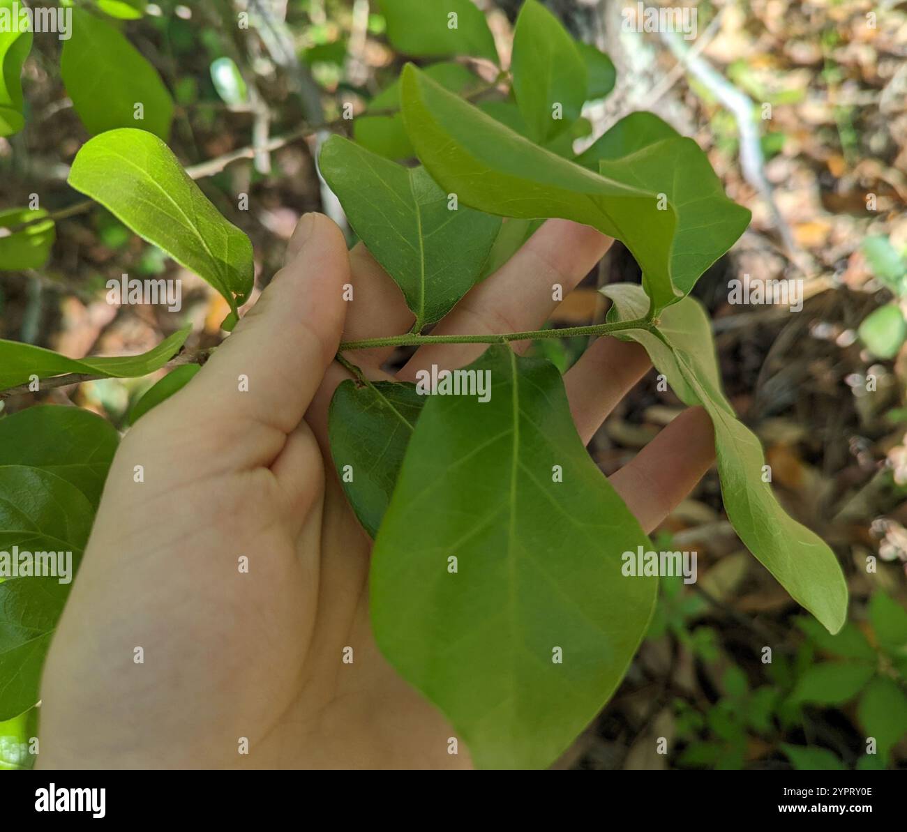 Myrtle Oak (Quercus myrtifolia Stock Photo - Alamy