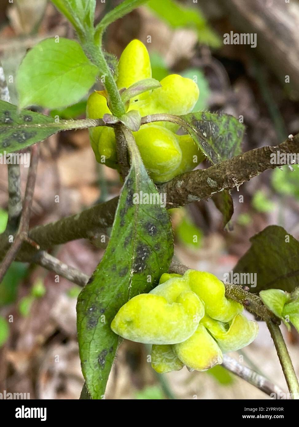 Sweetleaf Gall (Exobasidium symploci Stock Photo - Alamy