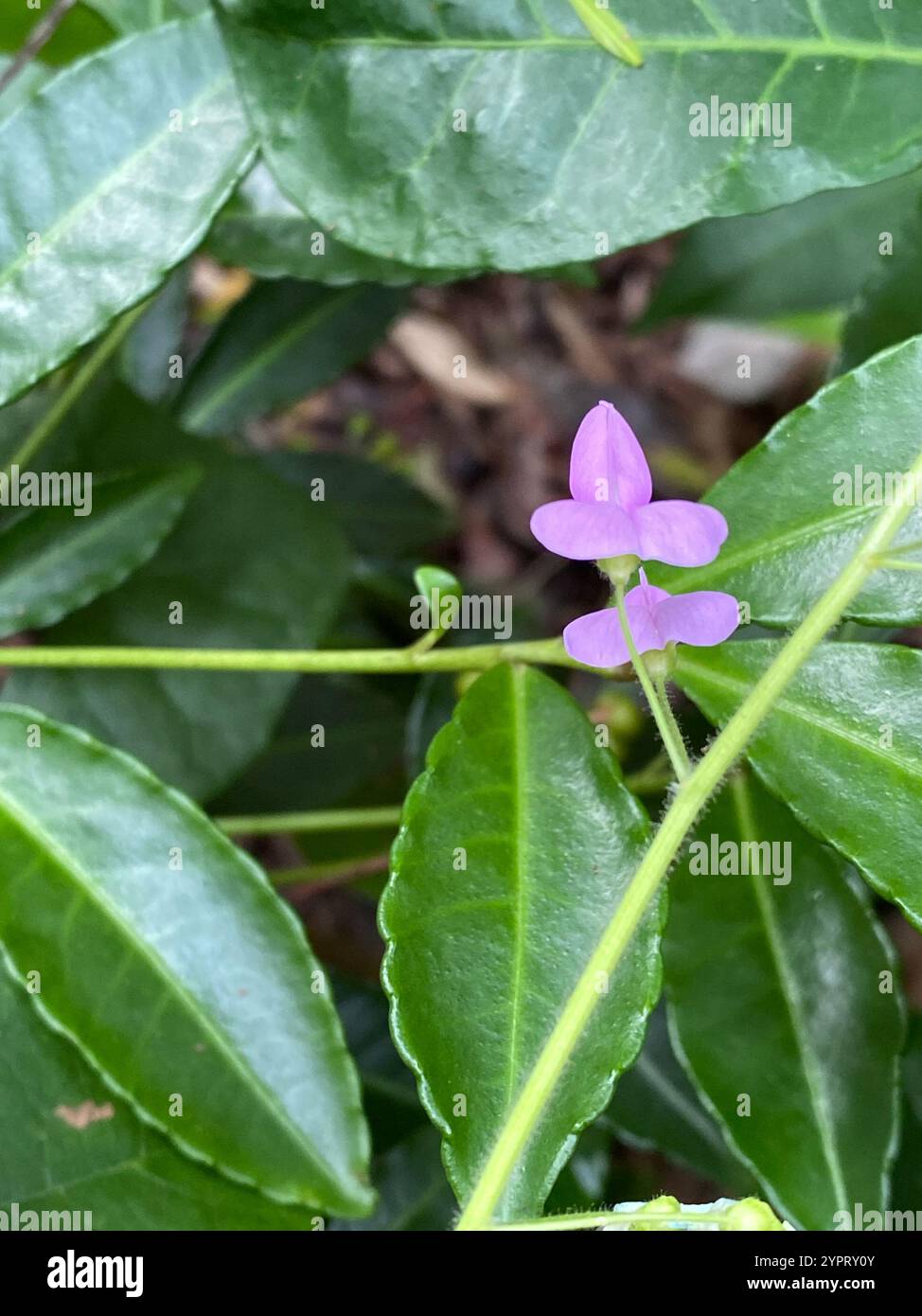 Silverleaf Desmodium (Desmodium uncinatum Stock Photo - Alamy