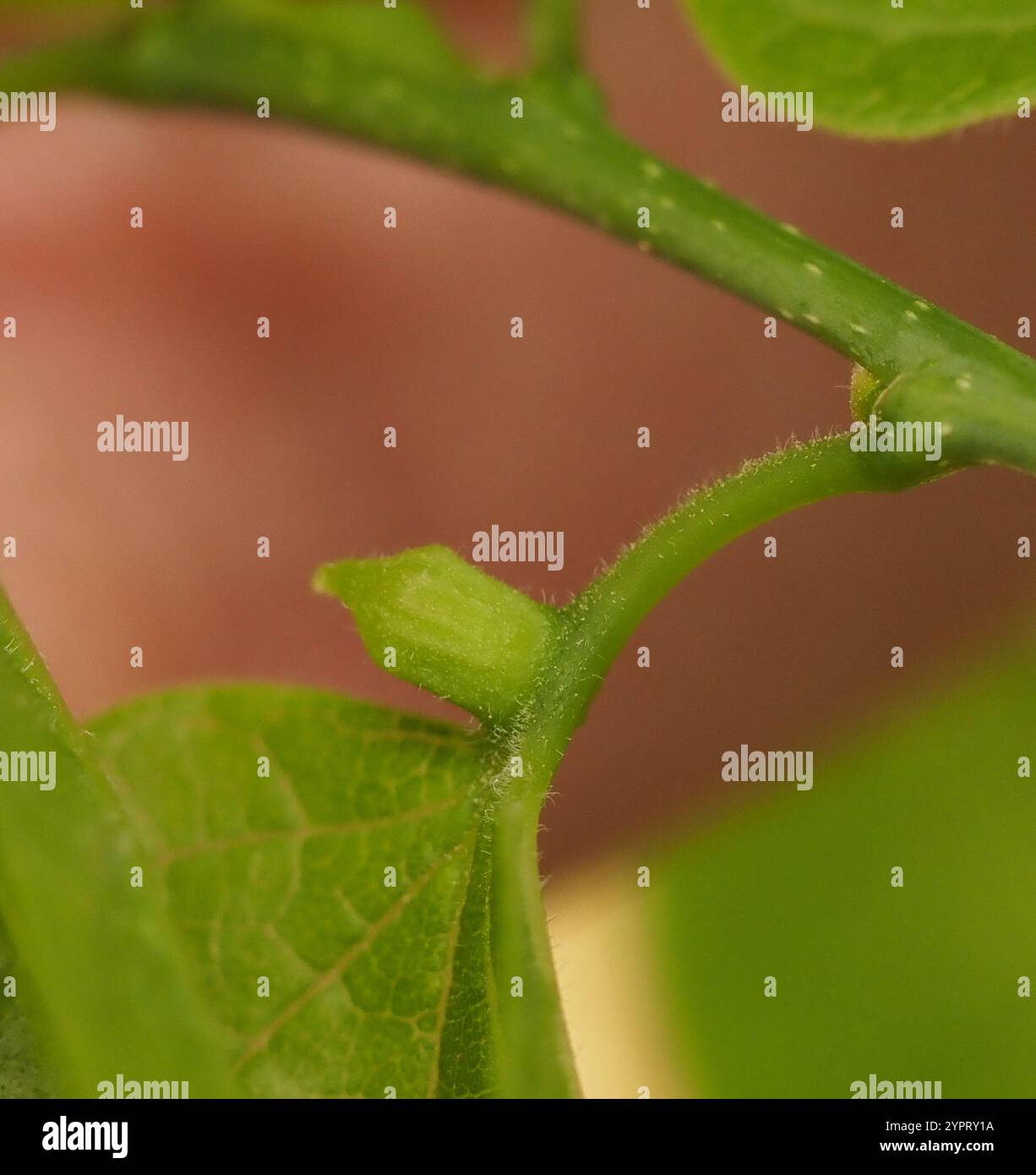 Hackberry Columnar Stem Gall Midge (Celticecis ramicola Stock Photo - Alamy