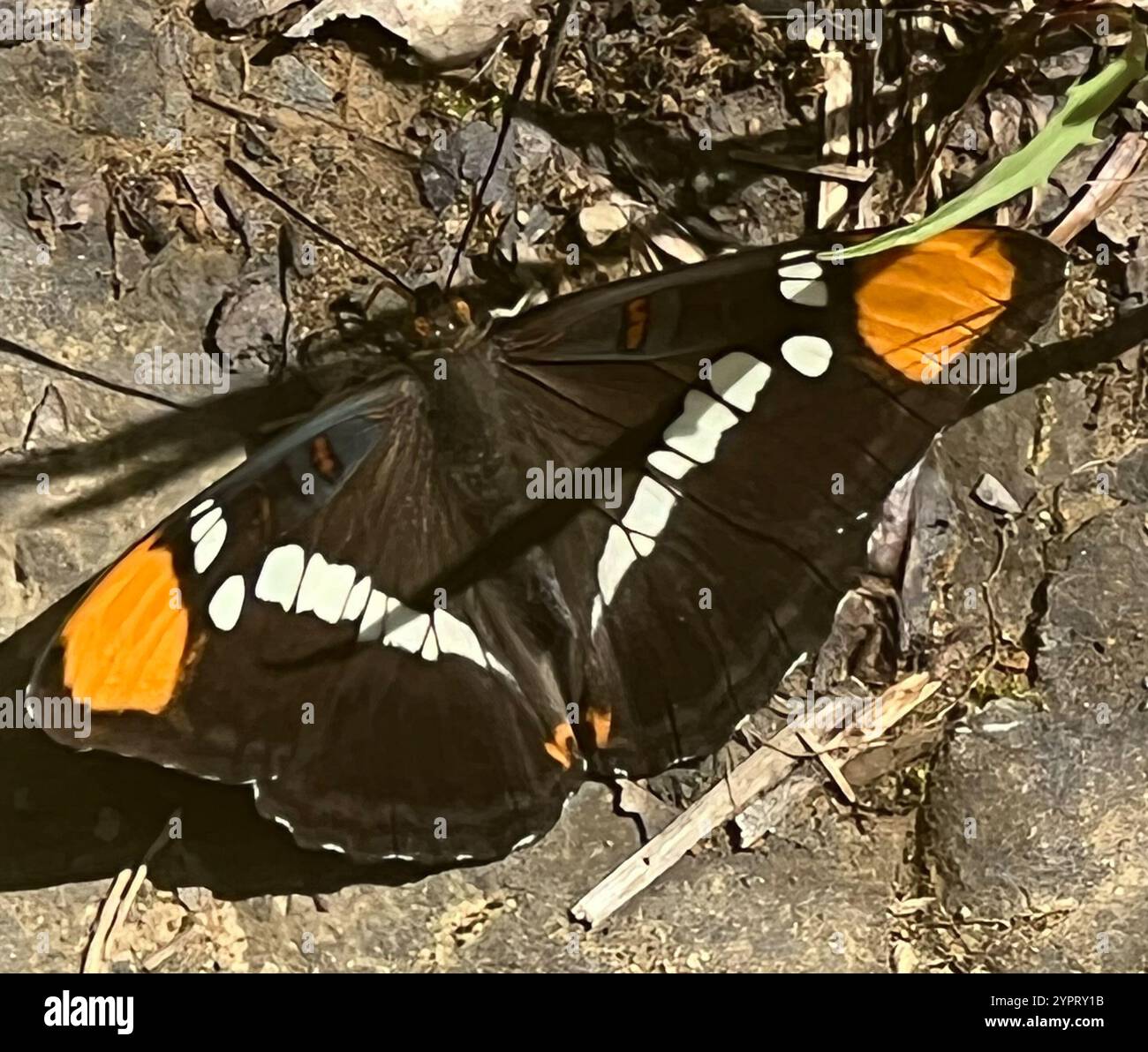 California Sister (Adelpha californica Stock Photo - Alamy