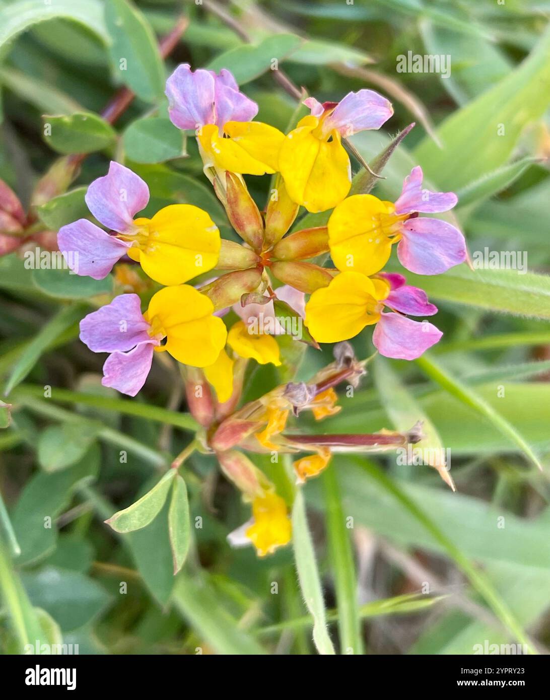 witch's-teeth (Hosackia gracilis Stock Photo - Alamy