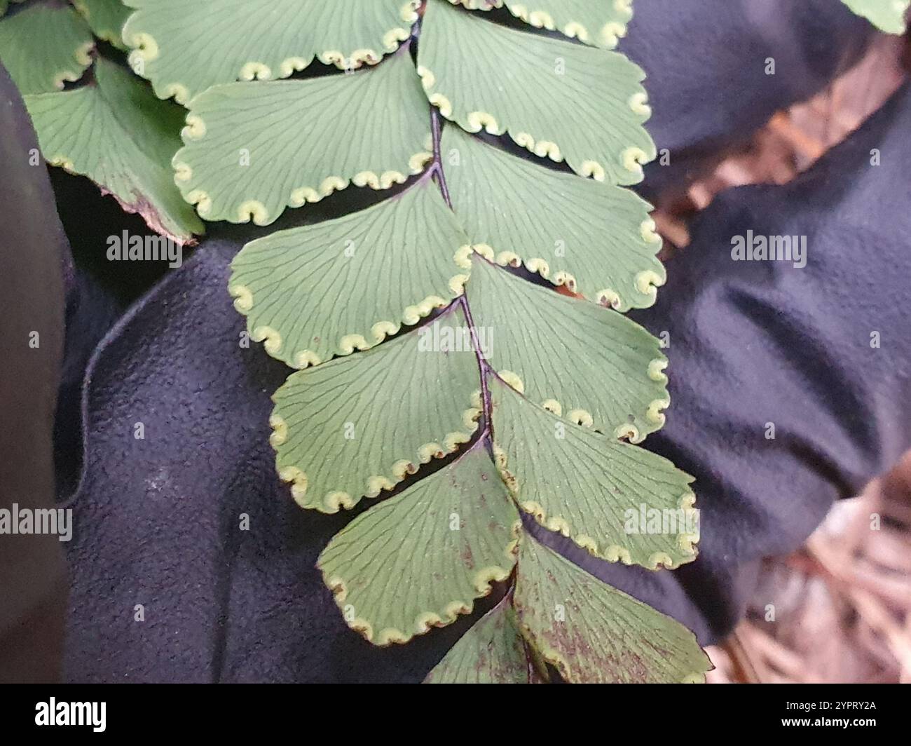 Cunningham's maidenhair (Adiantum cunninghamii Stock Photo - Alamy