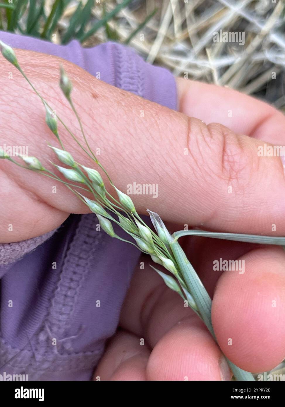 Sand Ricegrass (Eriocoma hymenoides Stock Photo - Alamy