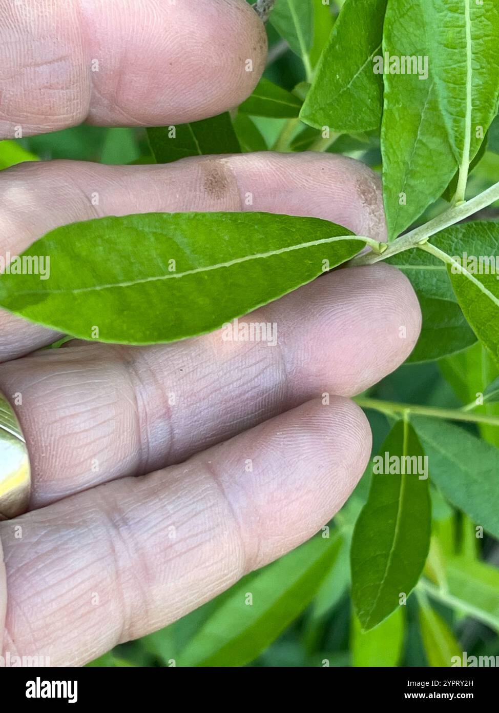 Prairie Willow (Salix humilis Stock Photo - Alamy