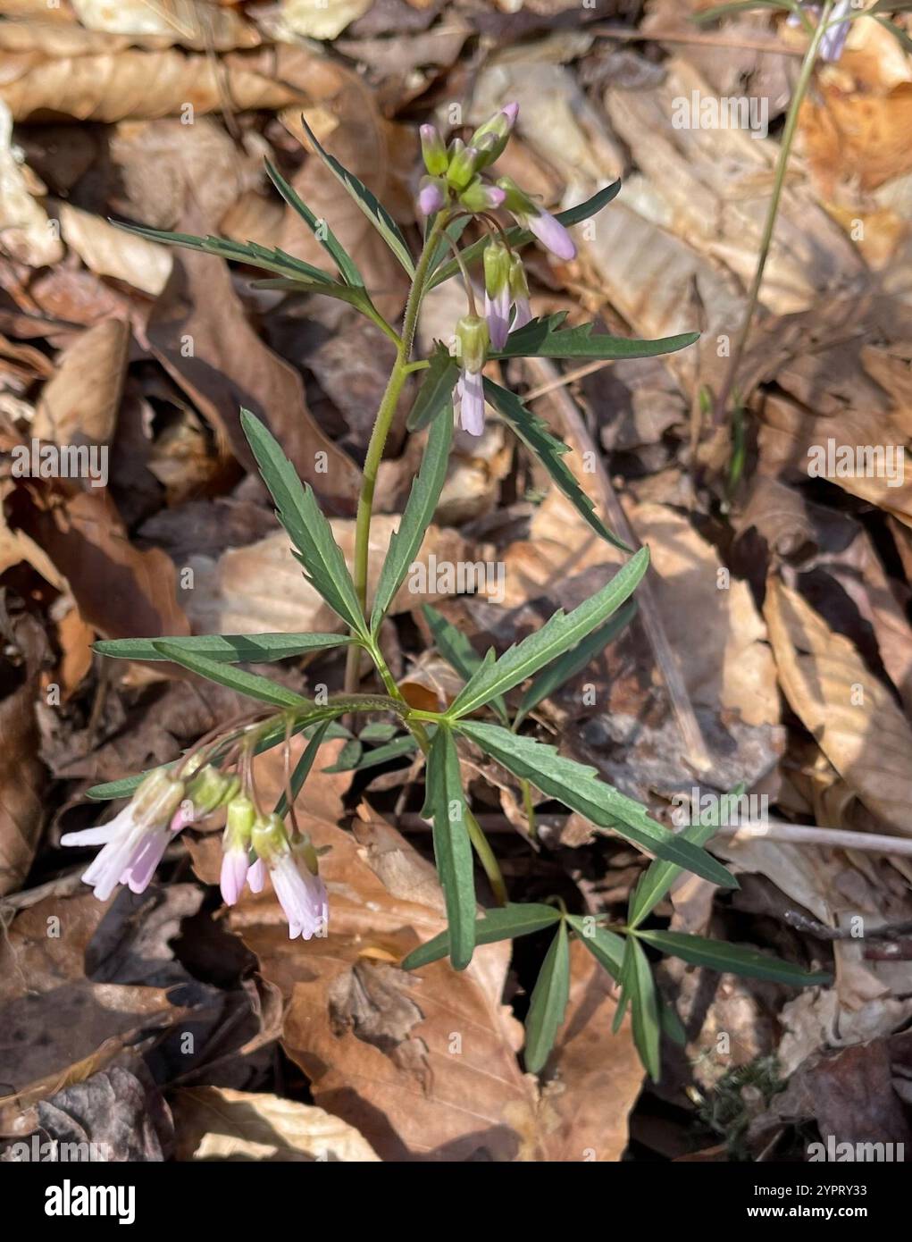 cut-leaved toothwort (Cardamine concatenata Stock Photo - Alamy